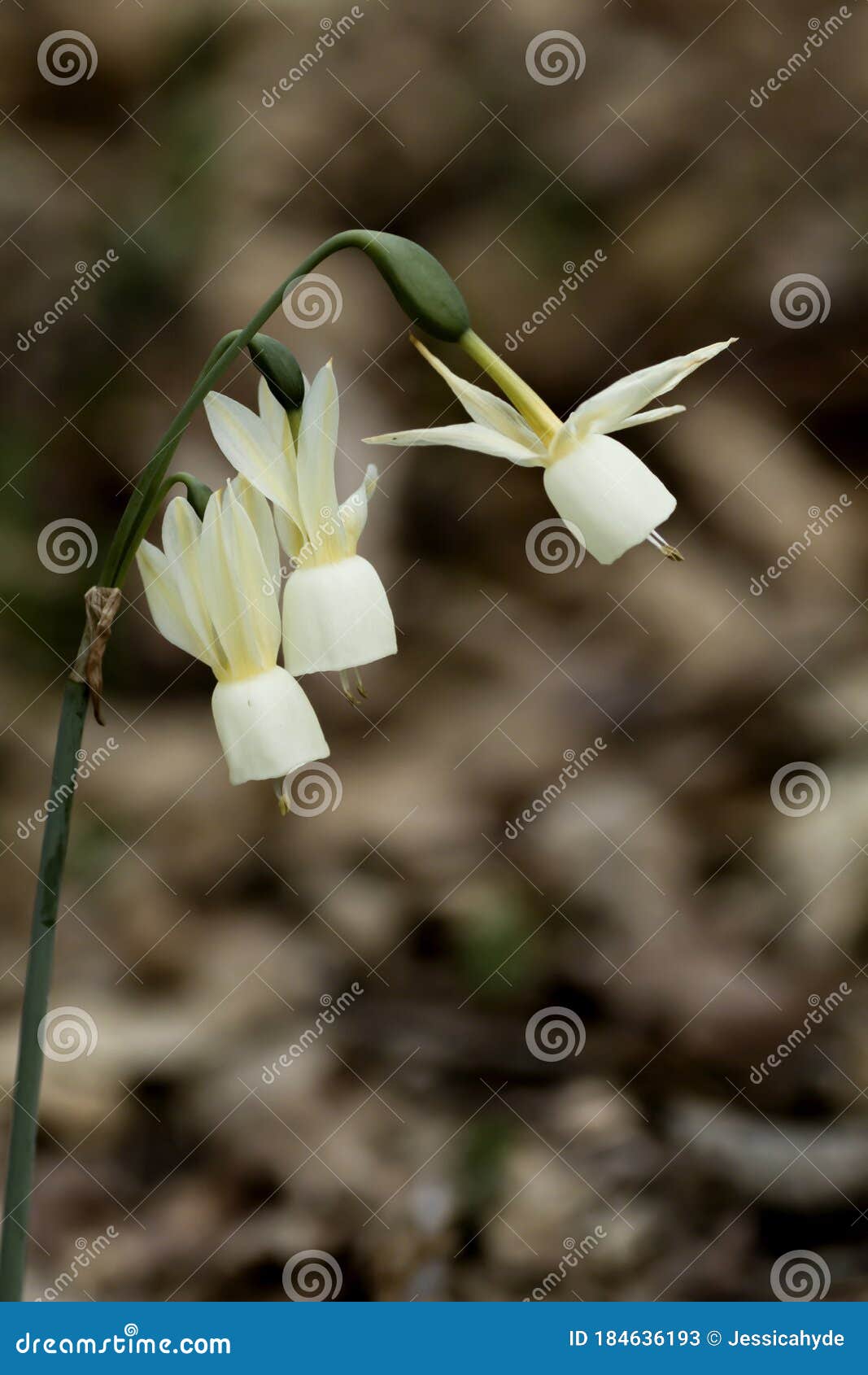 Angel Tears Narcisus Stock Photos - Free & Royalty-Free Stock Photos ...