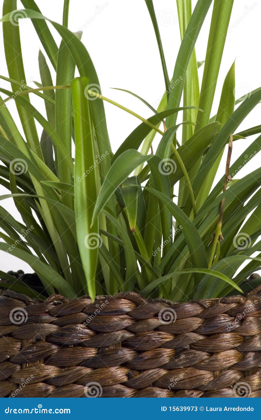 Nard indien image stock. Image du centrale, affichage - 15639973