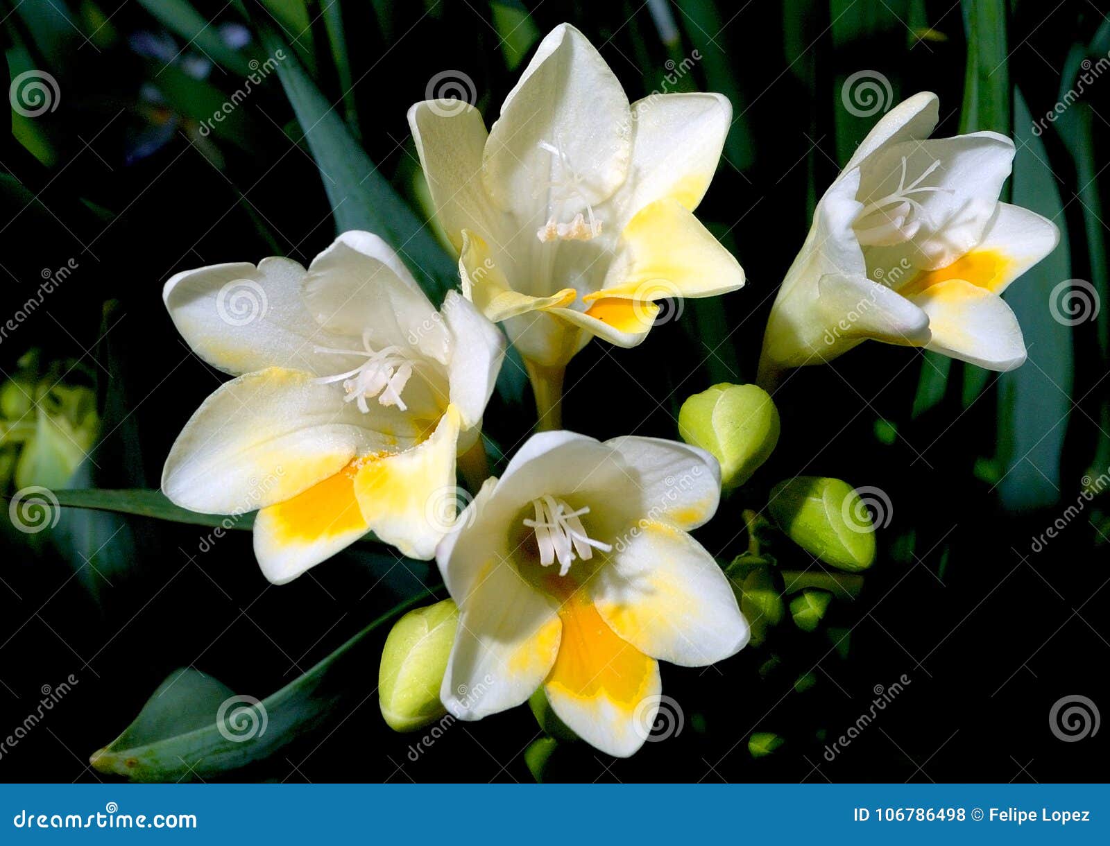Nards stock photo. Image of flowers, nards, flora, nature - 106786498