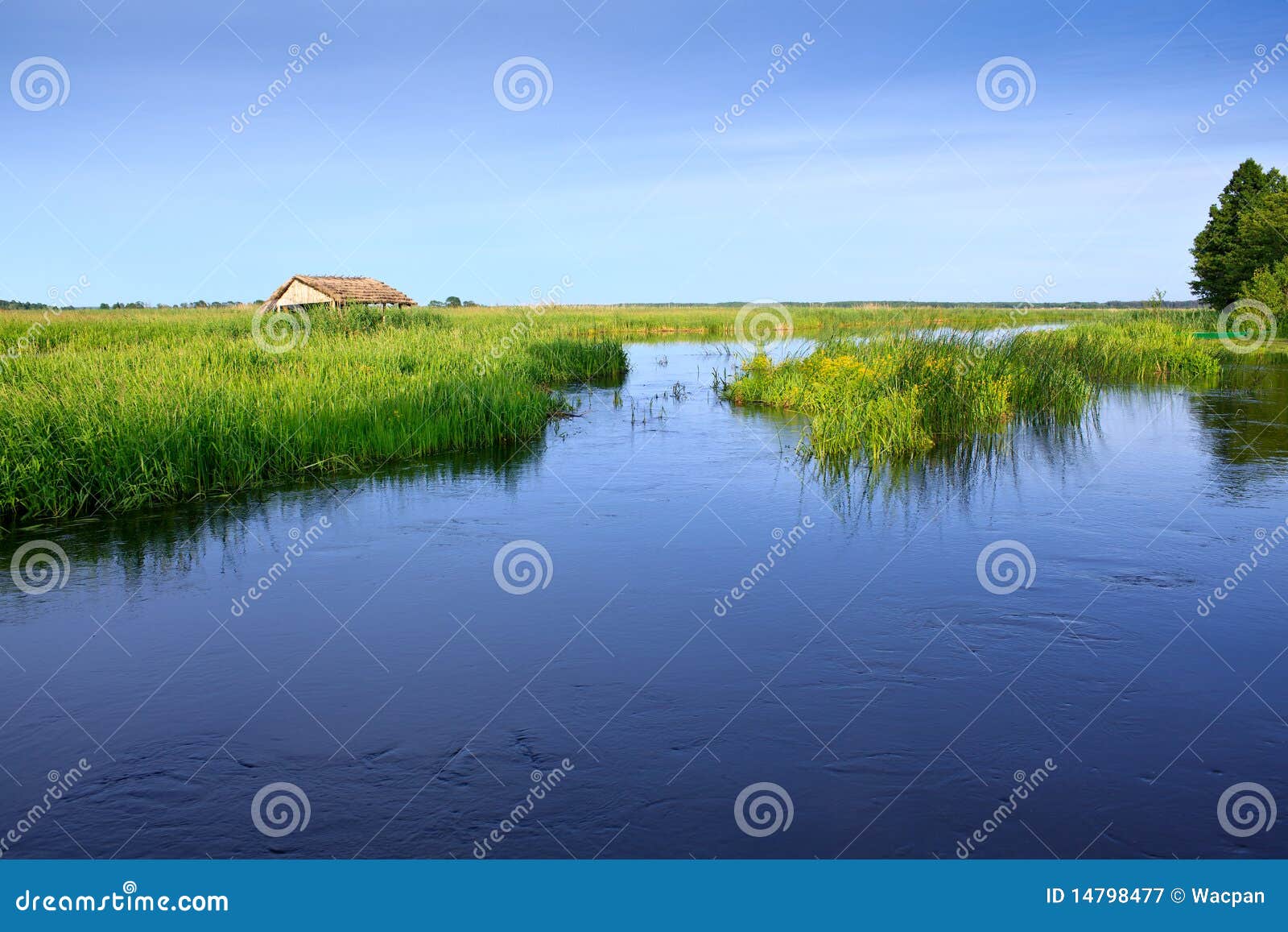Narew river stock image. Image of water, spring, tree - 14798477
