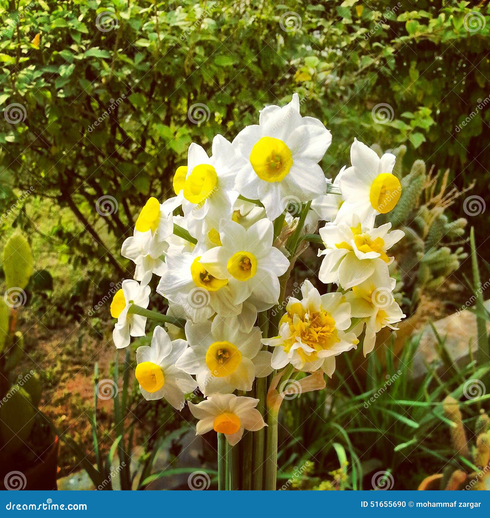 Narges flowers at yard stock photo. Image of yard, nice - 51655690