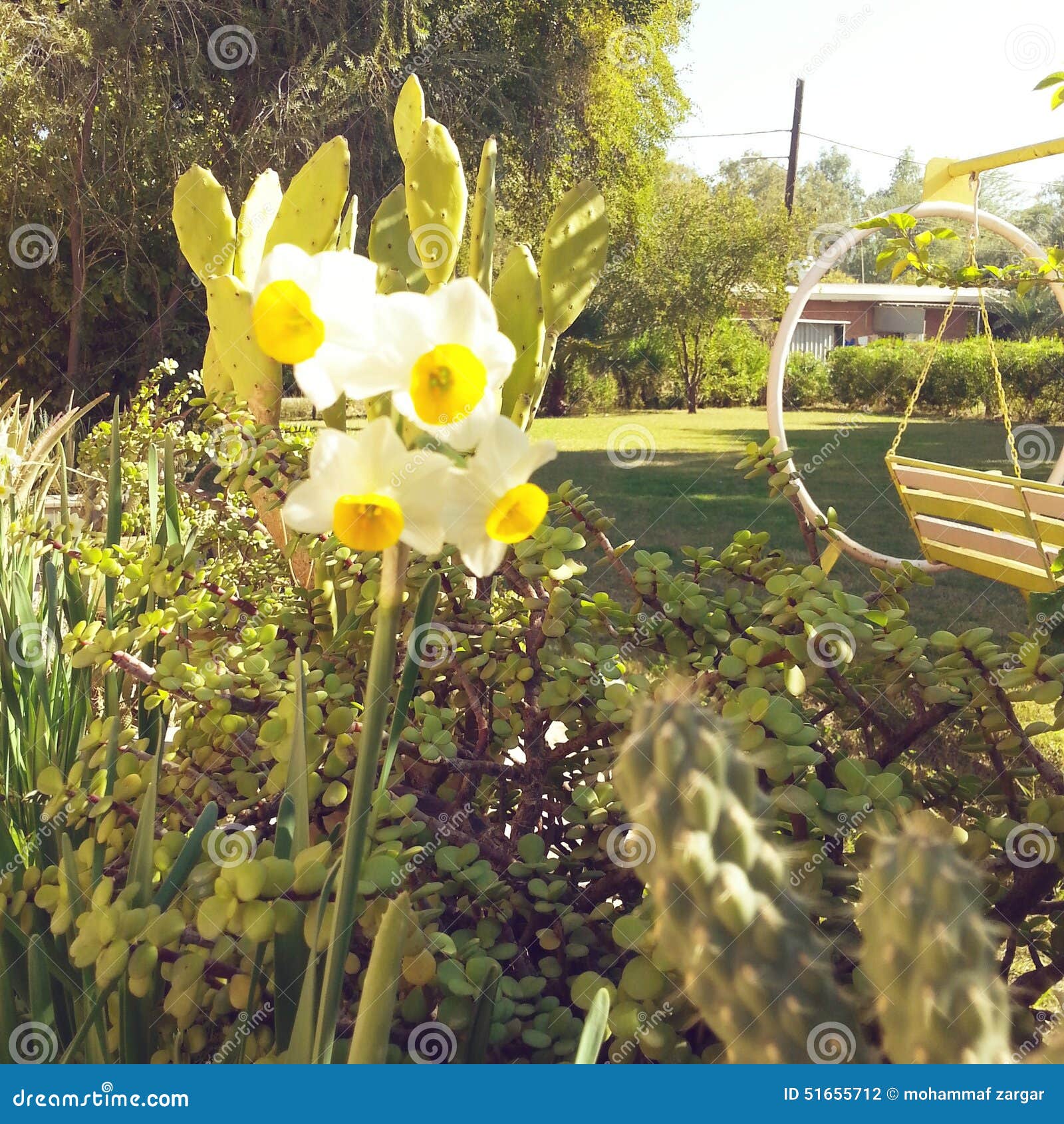 Narges flowers at yard stock photo. Image of spring, narges - 51655712