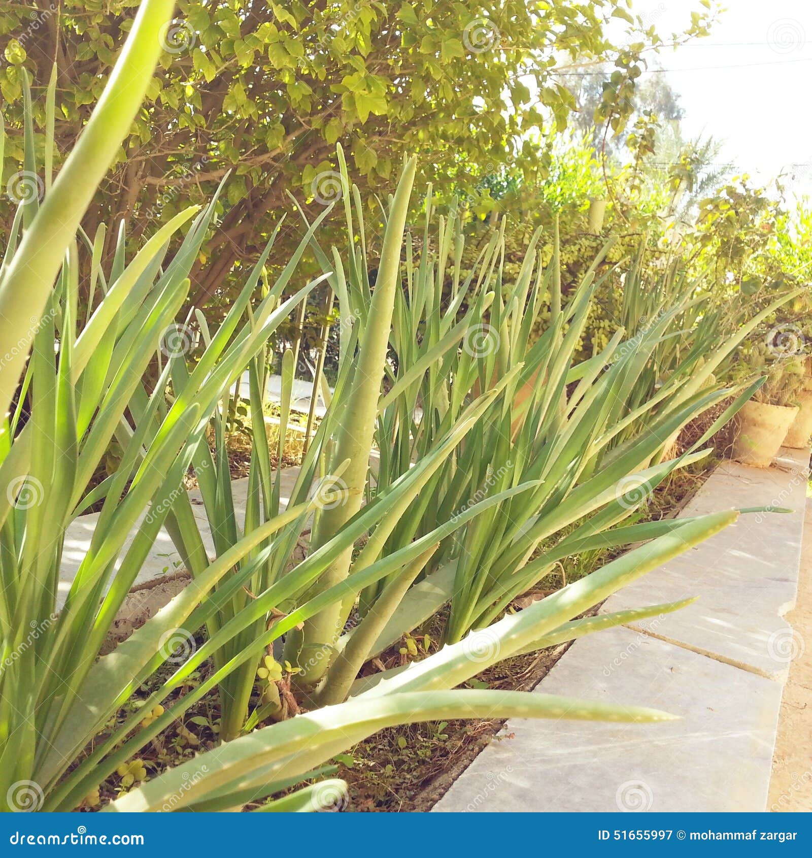 Narges flowers at yard stock image. Image of yard, grass - 51655997