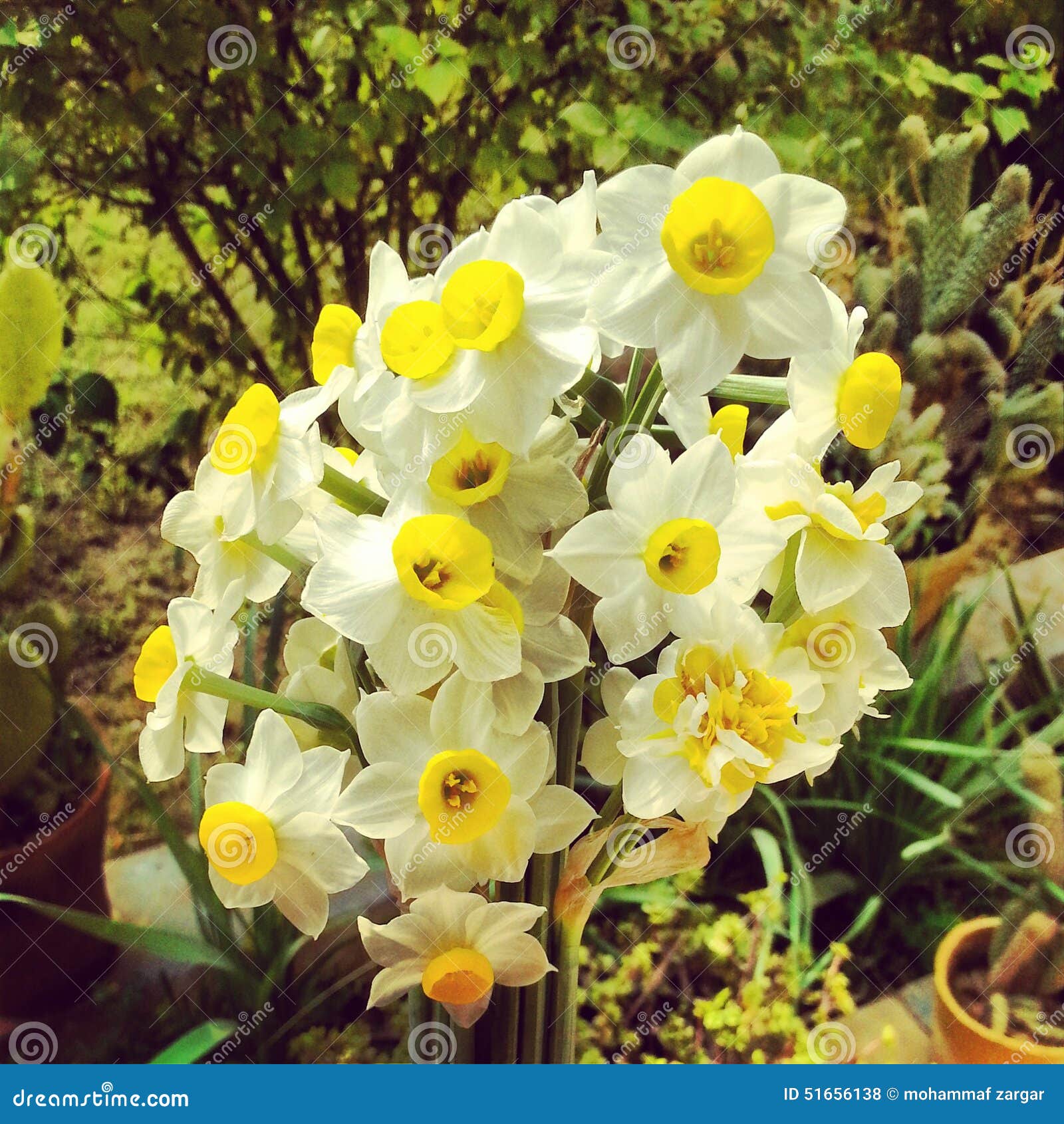 Narges flowers at yard stock photo. Image of iran, plant - 51656138