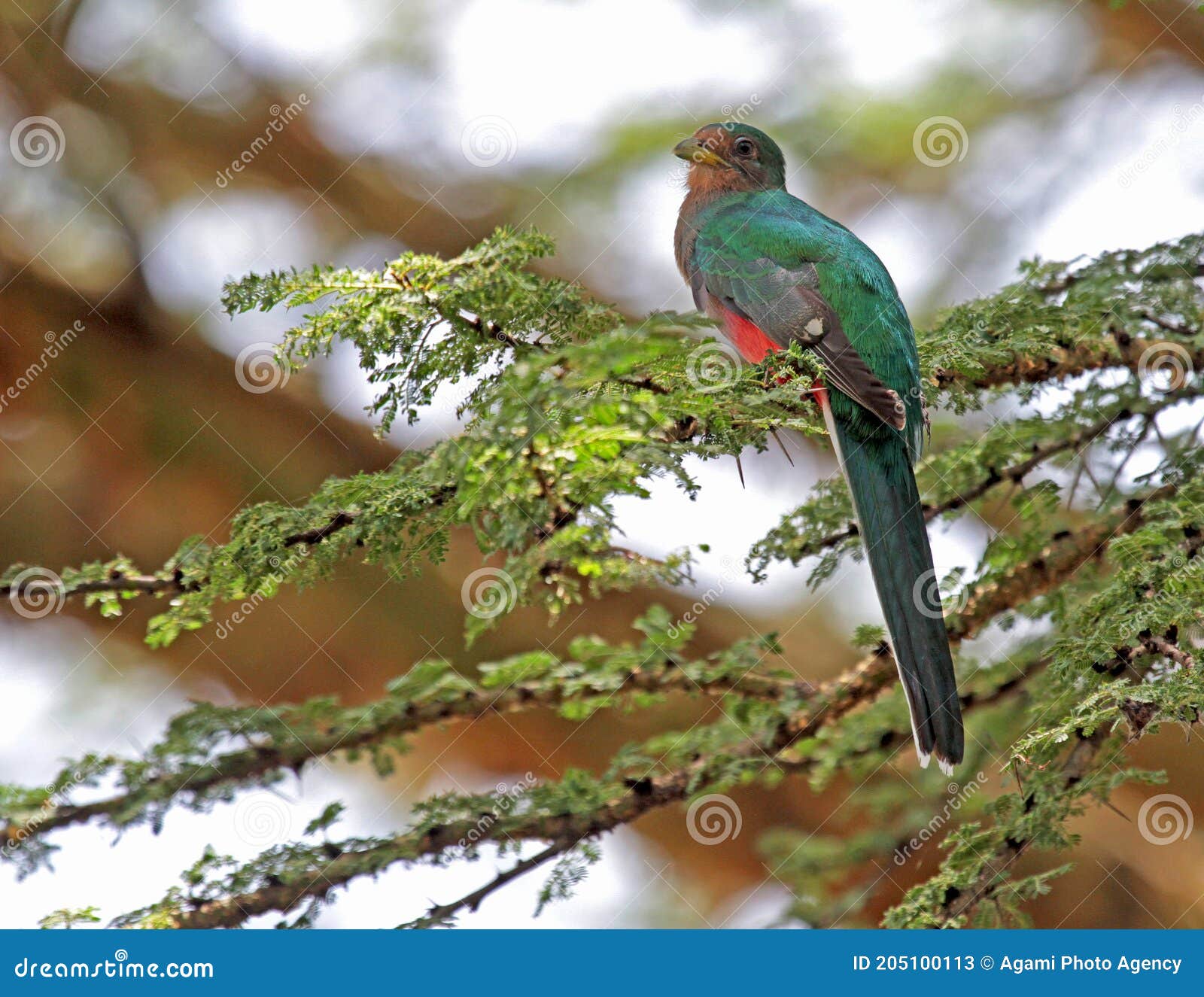 Narina-trogon, Narina Trogon, Apaloderma Narina Stock Image - Image of ...