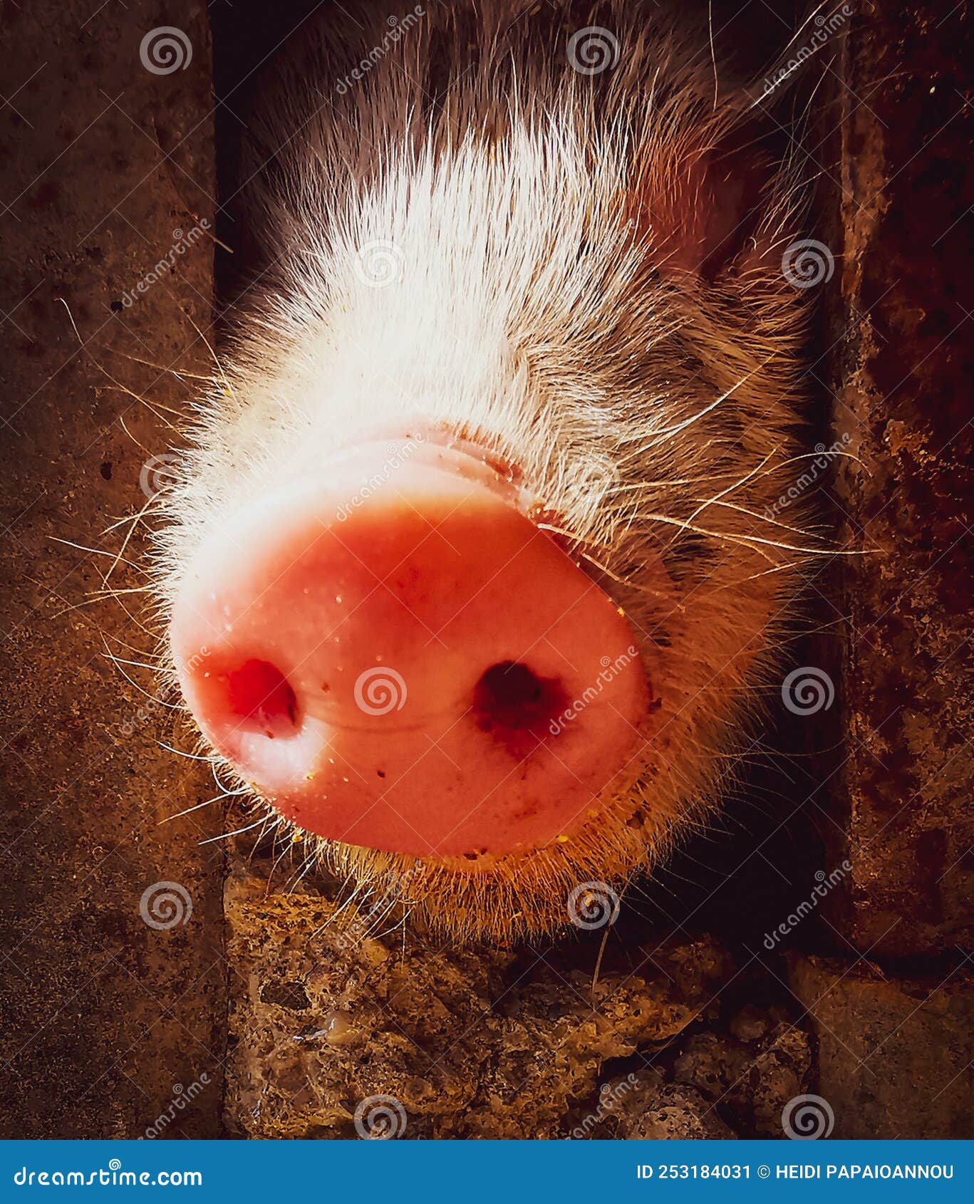 Nariz de cerdo rosa imagen de archivo. Imagen de codornices - 253184031