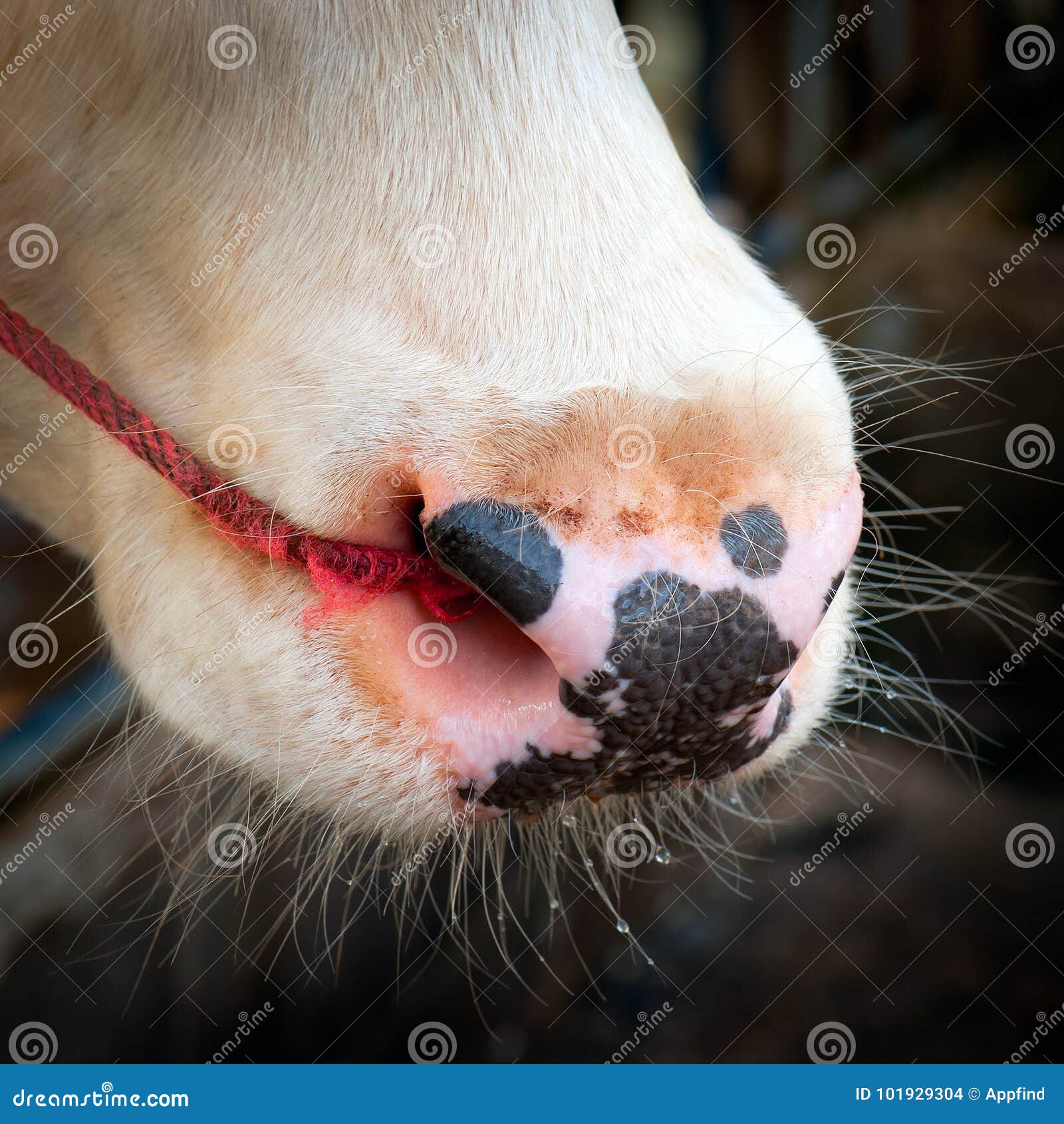 Nariz de la vaca foto de archivo. Imagen de animal, agricultura - 101929304