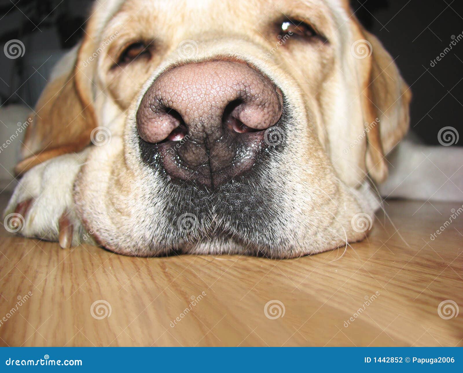 Nariz de perro foto de archivo. Imagen de casero, amigo - 1442852