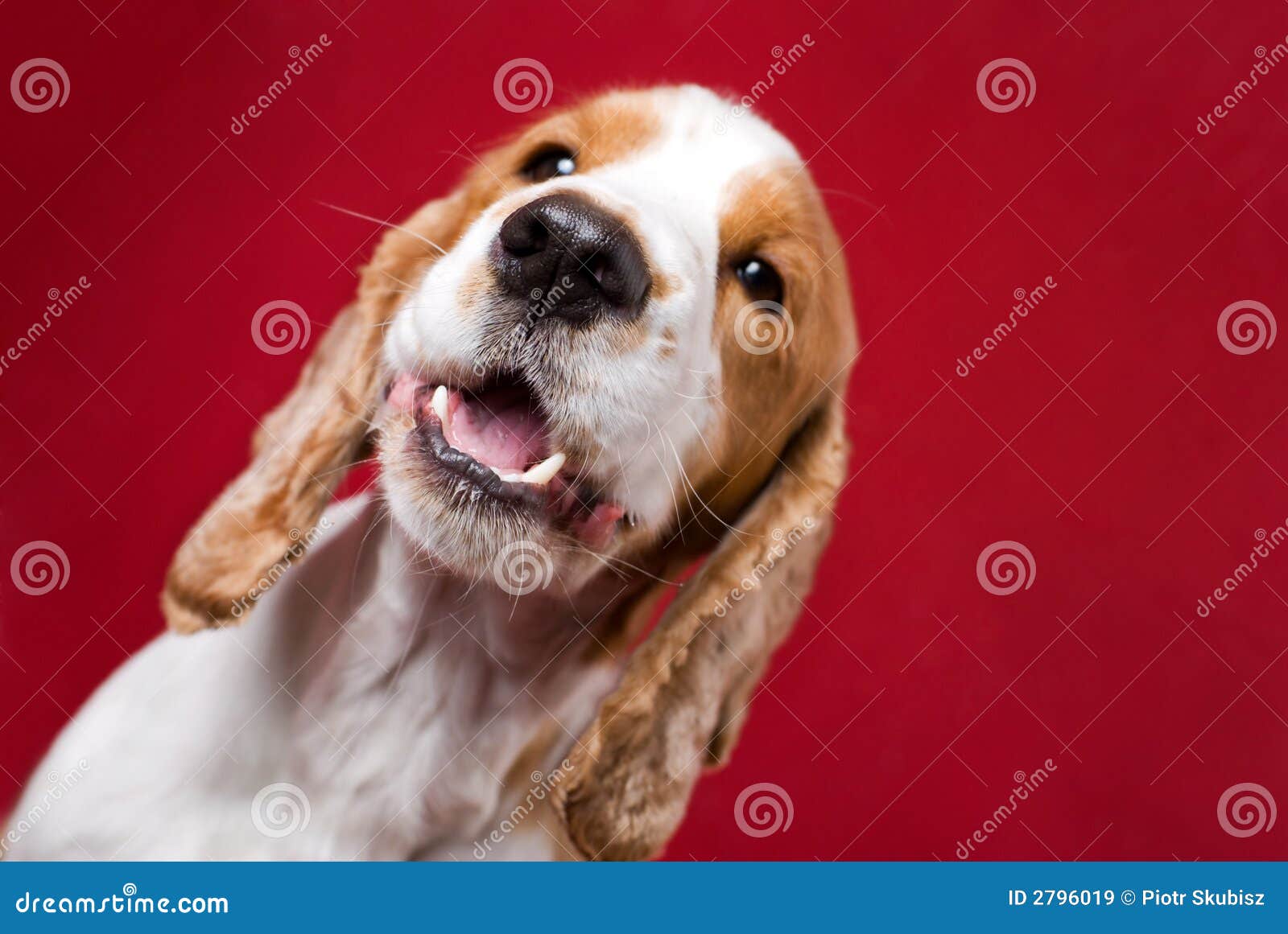 Nariz de perro. imagen de archivo. Imagen de fondo, brillante - 2796019