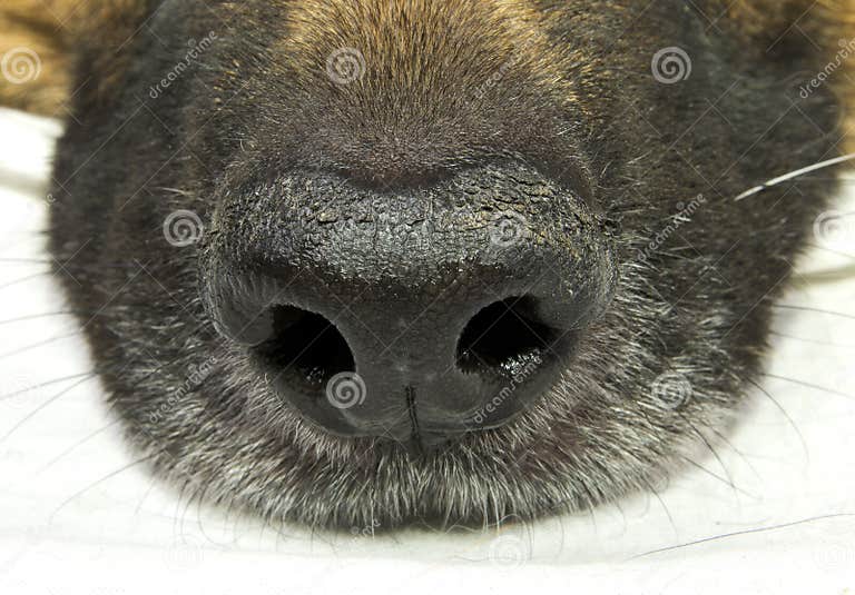 Nariz de perro imagen de archivo. Imagen de macro, canino - 29678527