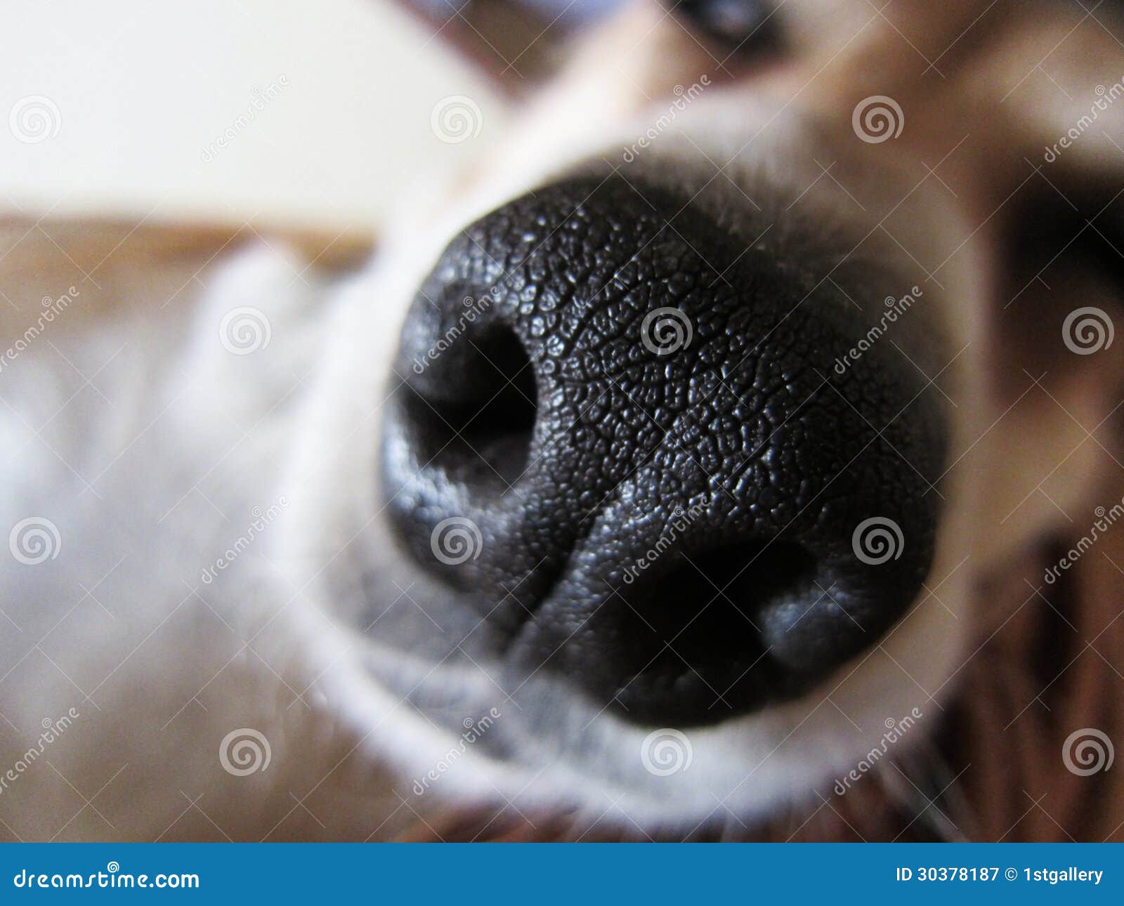 Nariz de perro (29) imagen de archivo. Imagen de detalle - 30378187