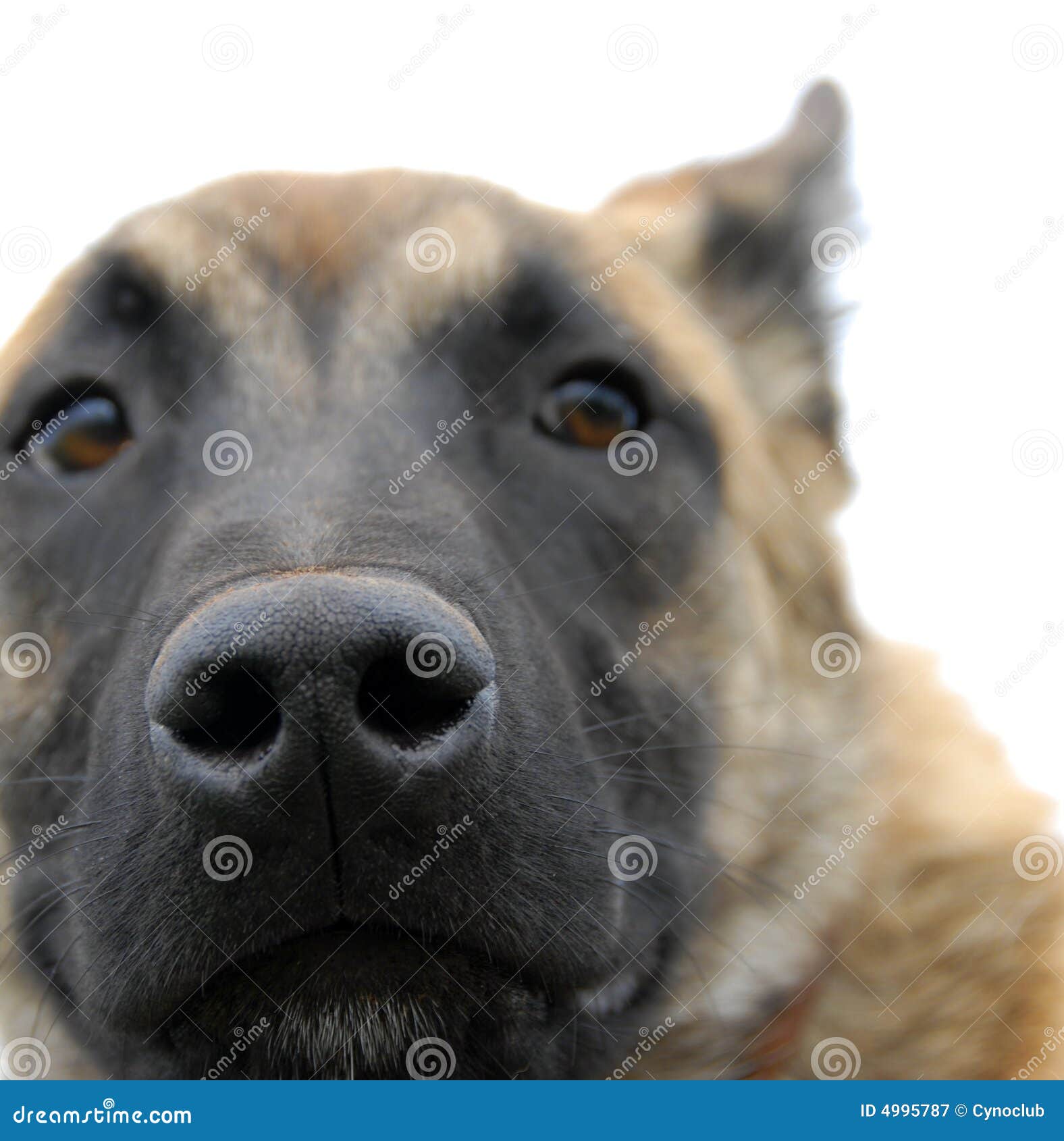 Nariz de perro imagen de archivo. Imagen de nariz, grande - 4995787
