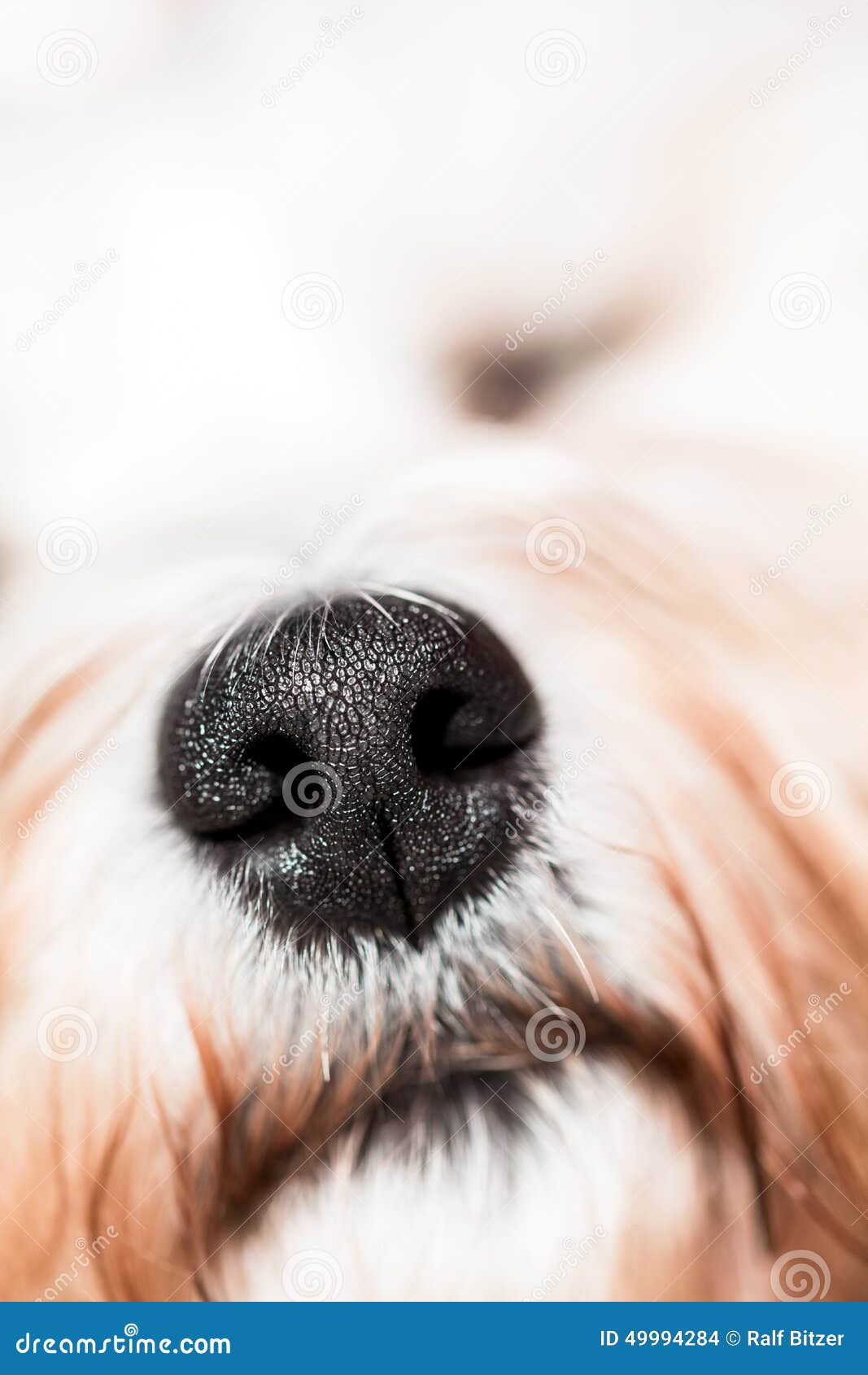 Nariz de perro foto de archivo. Imagen de piel, anaranjado - 49994284