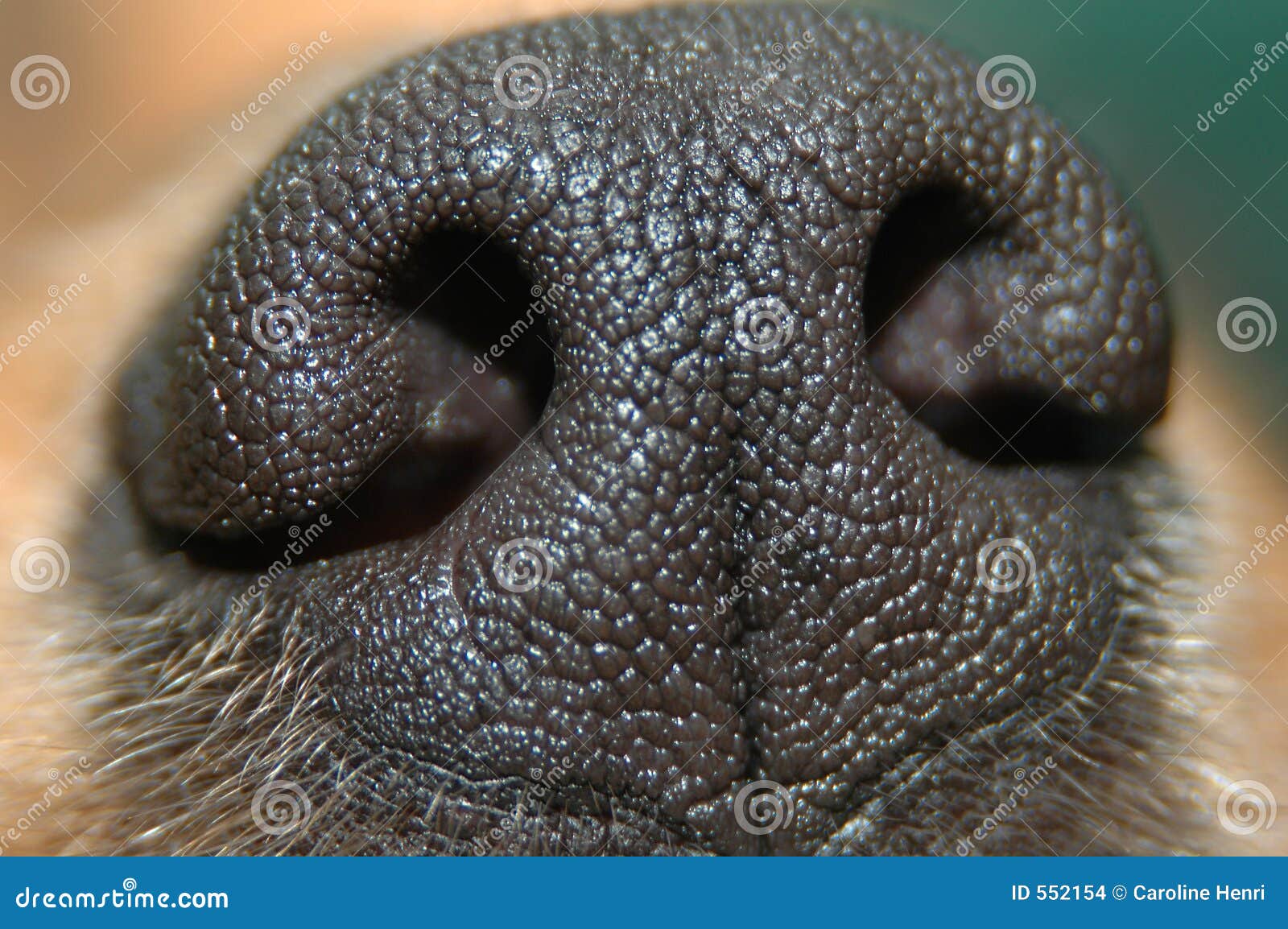 Nariz de perro foto de archivo. Imagen de animal, mascota - 552154