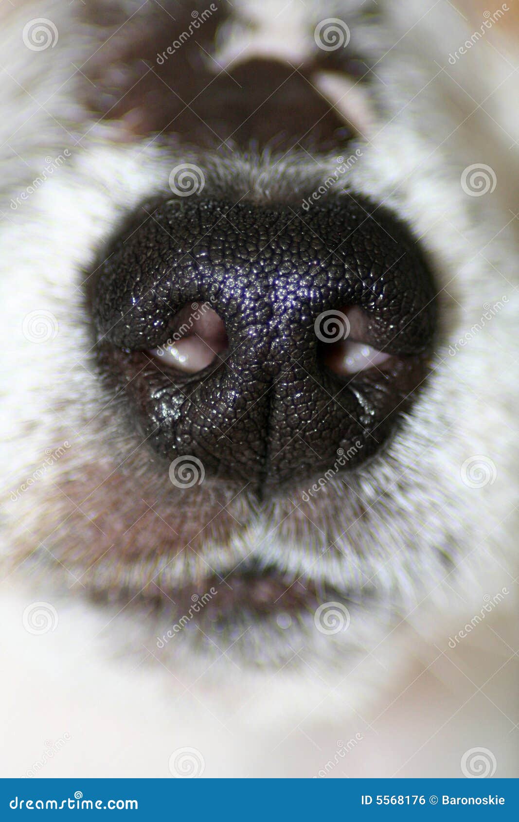 Nariz de perro foto de archivo. Imagen de perritos, narices - 5568176