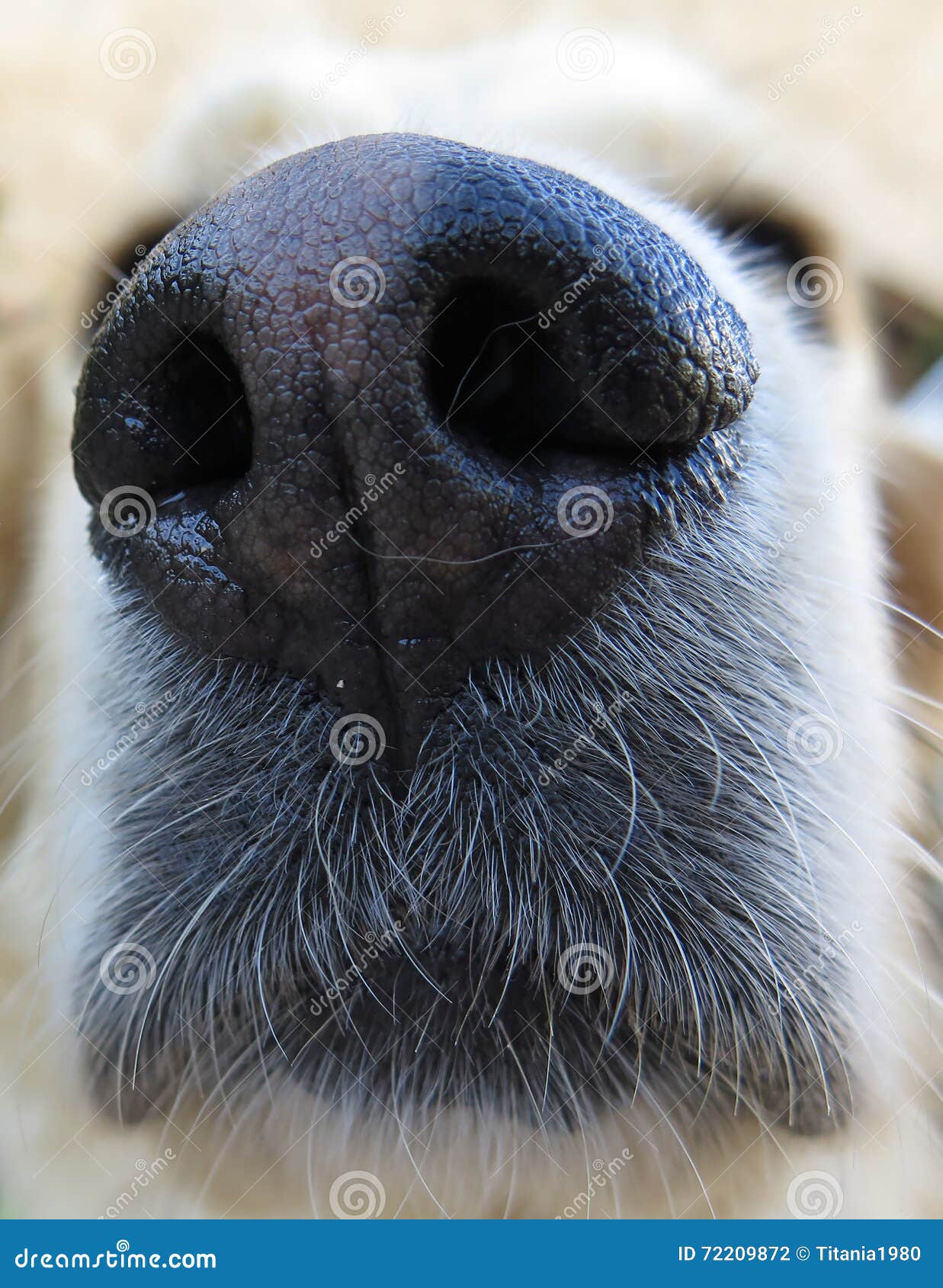 Nariz de perro foto de archivo. Imagen de perezoso, blanco - 72209872