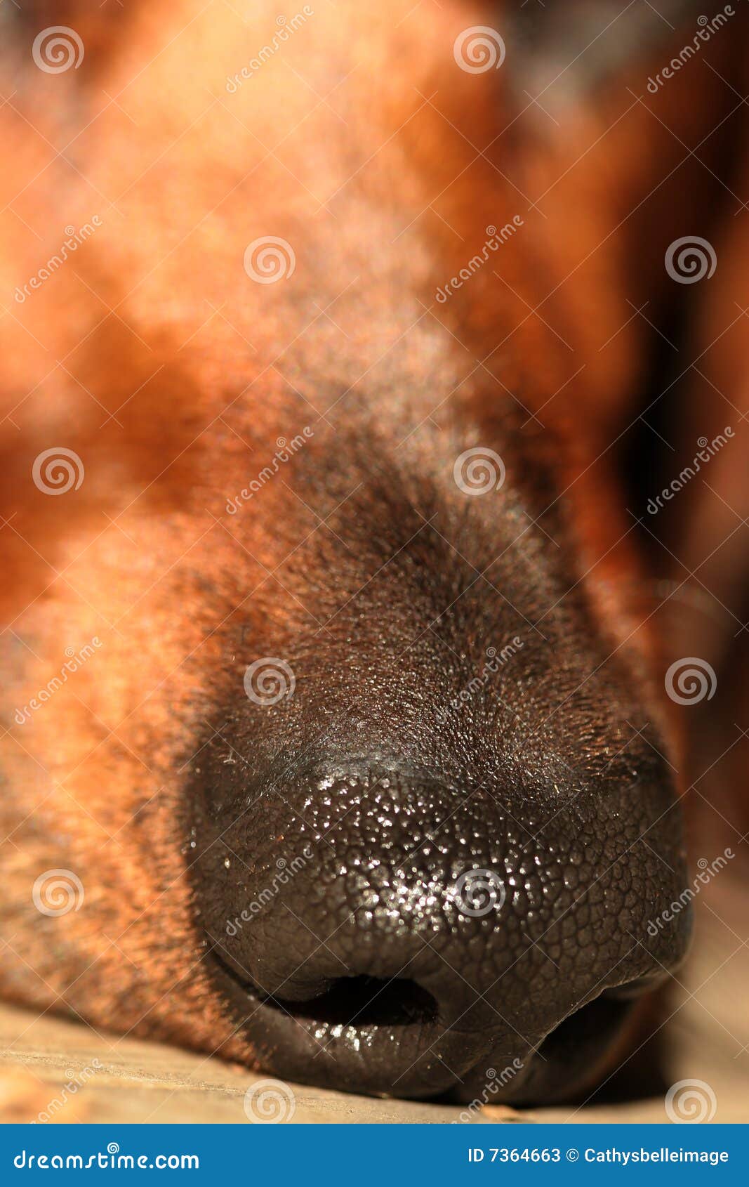 Nariz de perro imagen de archivo. Imagen de sano, perro - 7364663