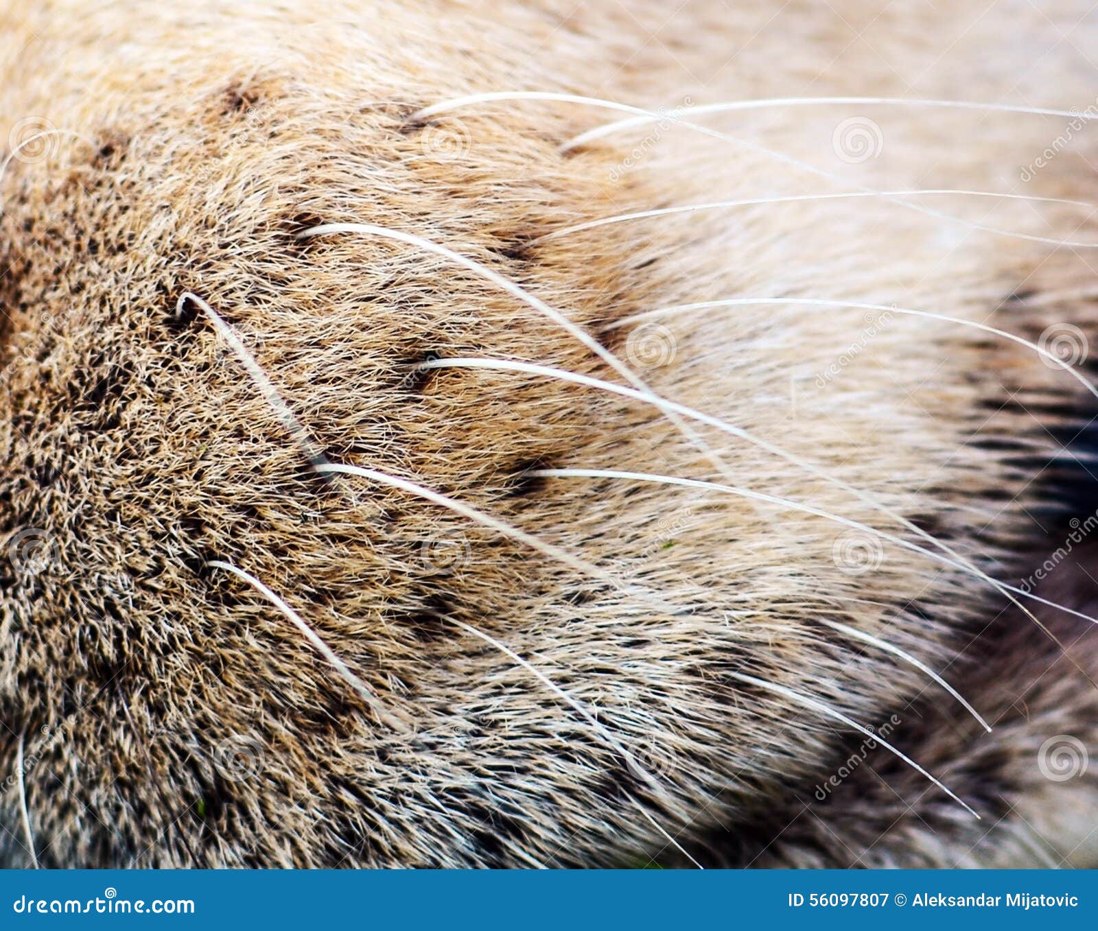 Nariz De Perro Con El Primer Del Pelo Imagen de archivo - Imagen de ...