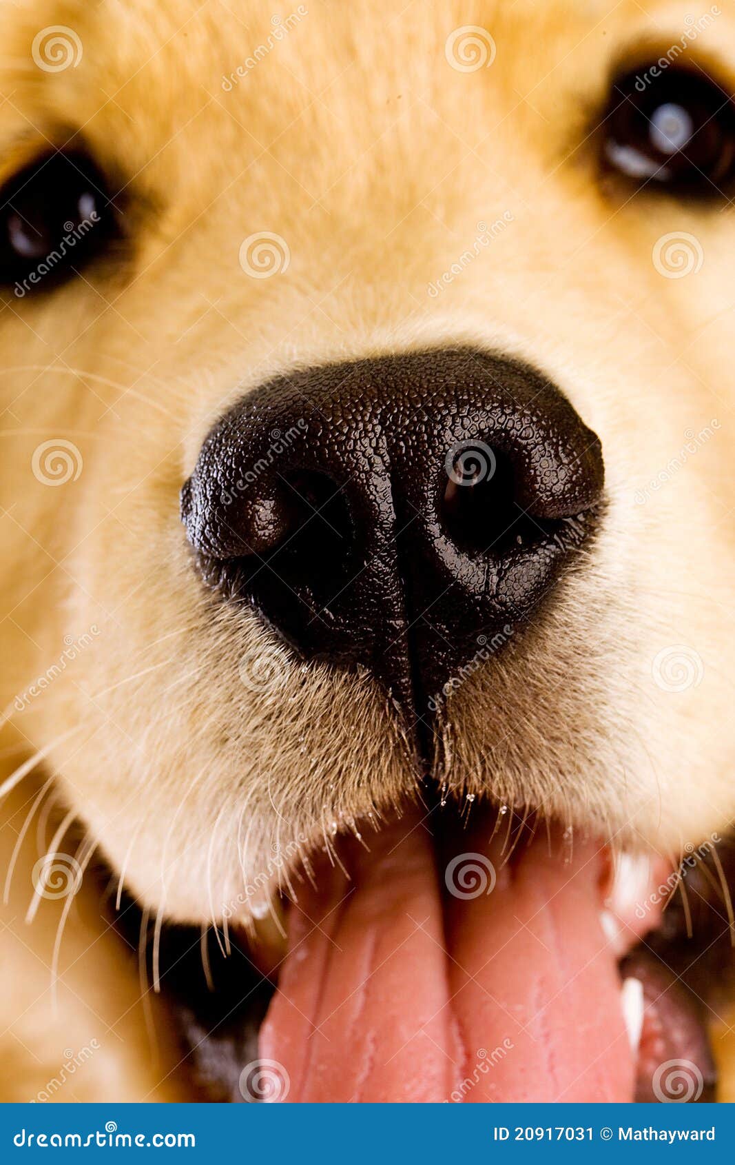 Nariz de perro de perrito imagen de archivo. Imagen de leal - 20917031