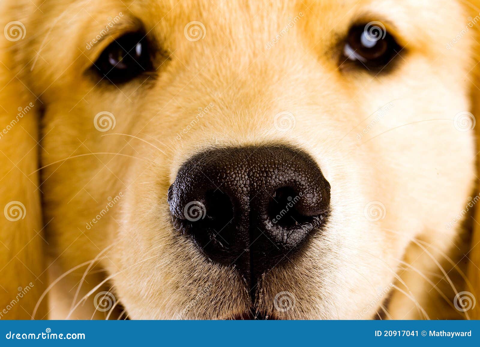 Nariz de perro de perrito imagen de archivo. Imagen de lindo - 20917041