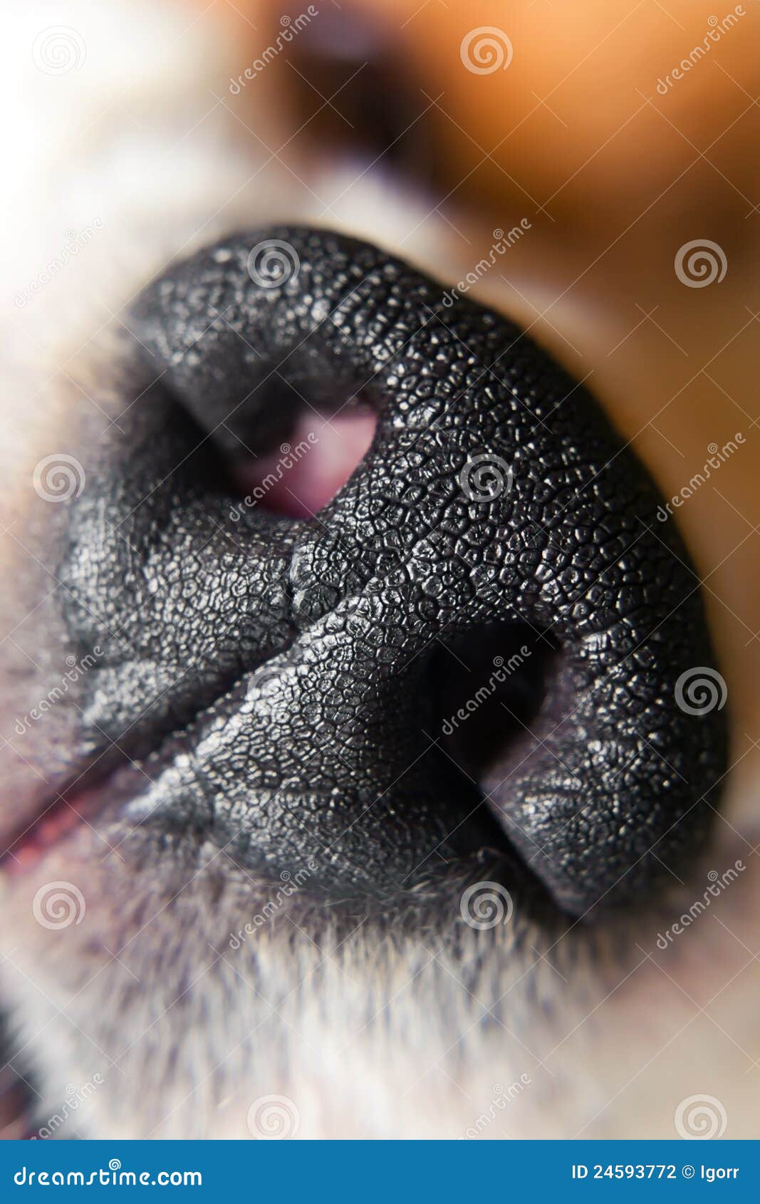 Nariz de un perro. foto de archivo. Imagen de lindo, vertical - 24593772