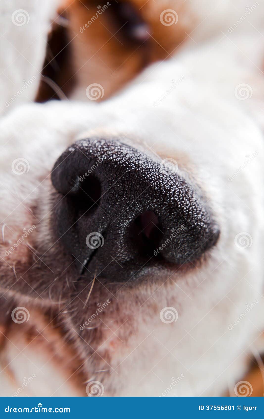 Nariz de un perro imagen de archivo. Imagen de piel, primer - 37556801