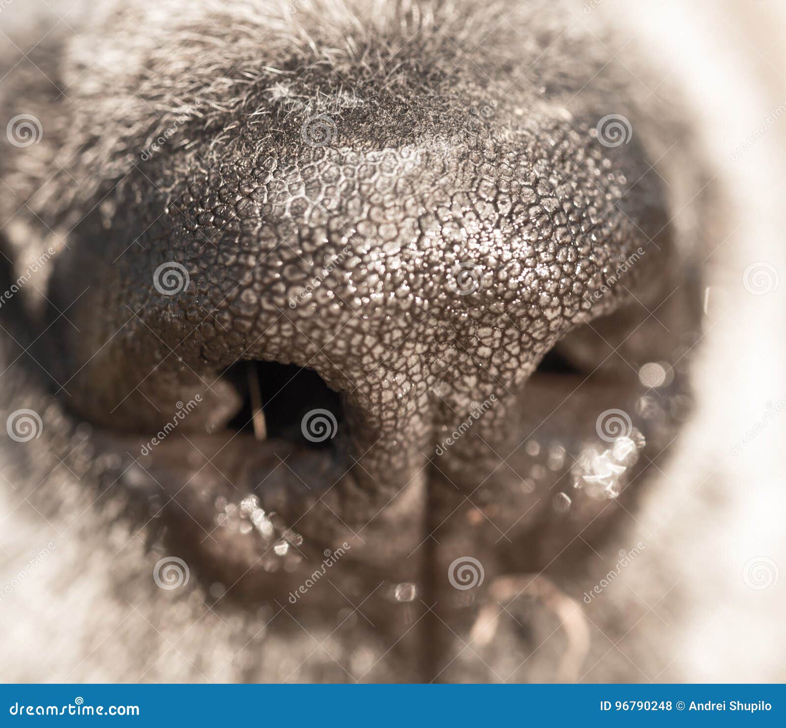 Nariz de un perro Macro foto de archivo. Imagen de aislado - 96790248