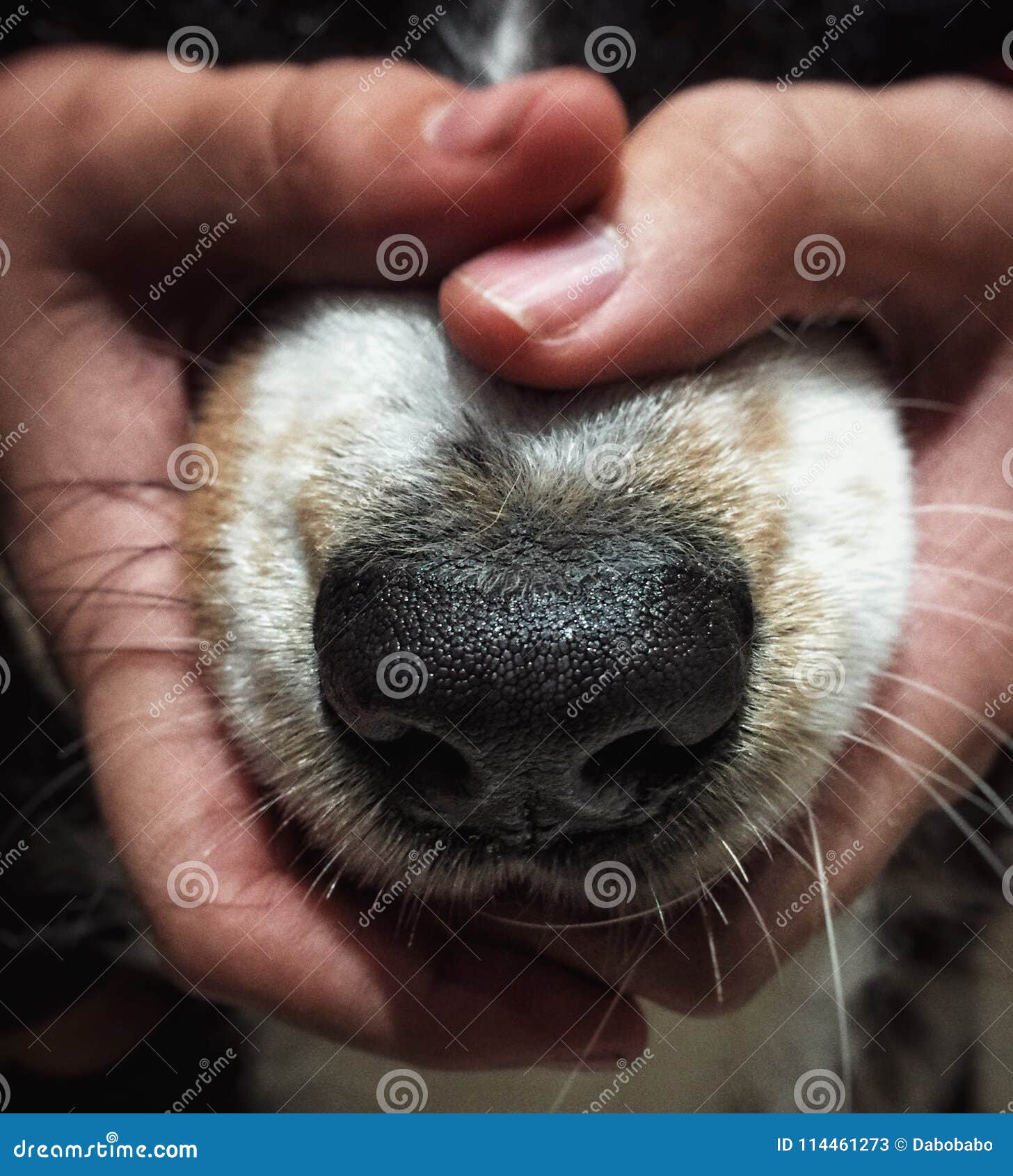 Nariz Del Perrito Del Perro Imagen de archivo - Imagen de amor ...
