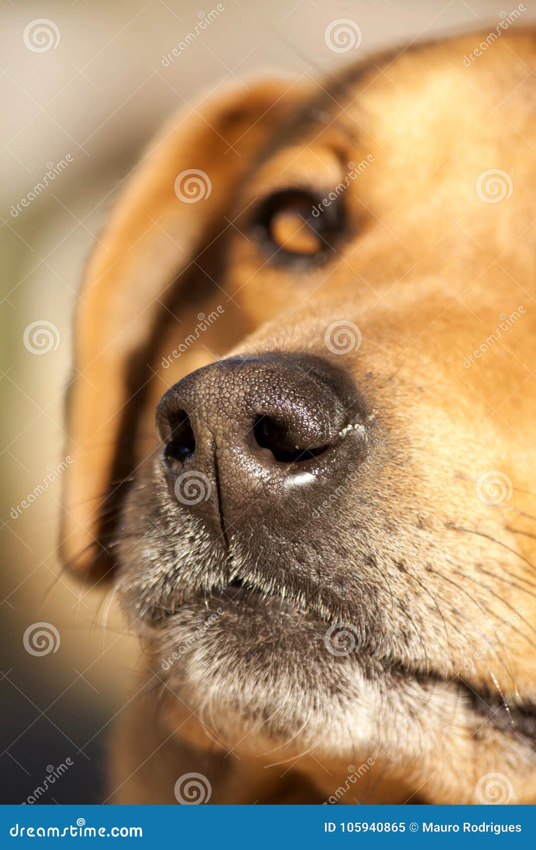 Nariz del perro nacional imagen de archivo. Imagen de retrato - 105940865