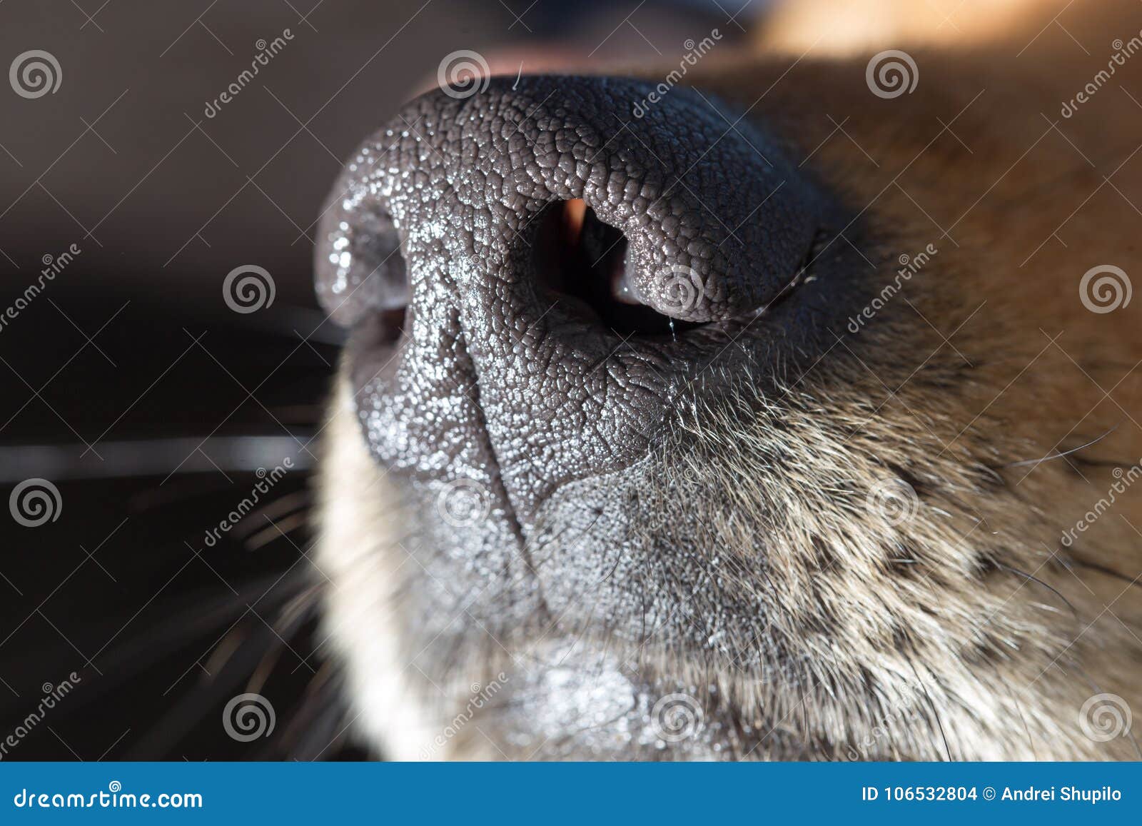 Nariz del ` s del perro foto de archivo. Imagen de joven - 106532804