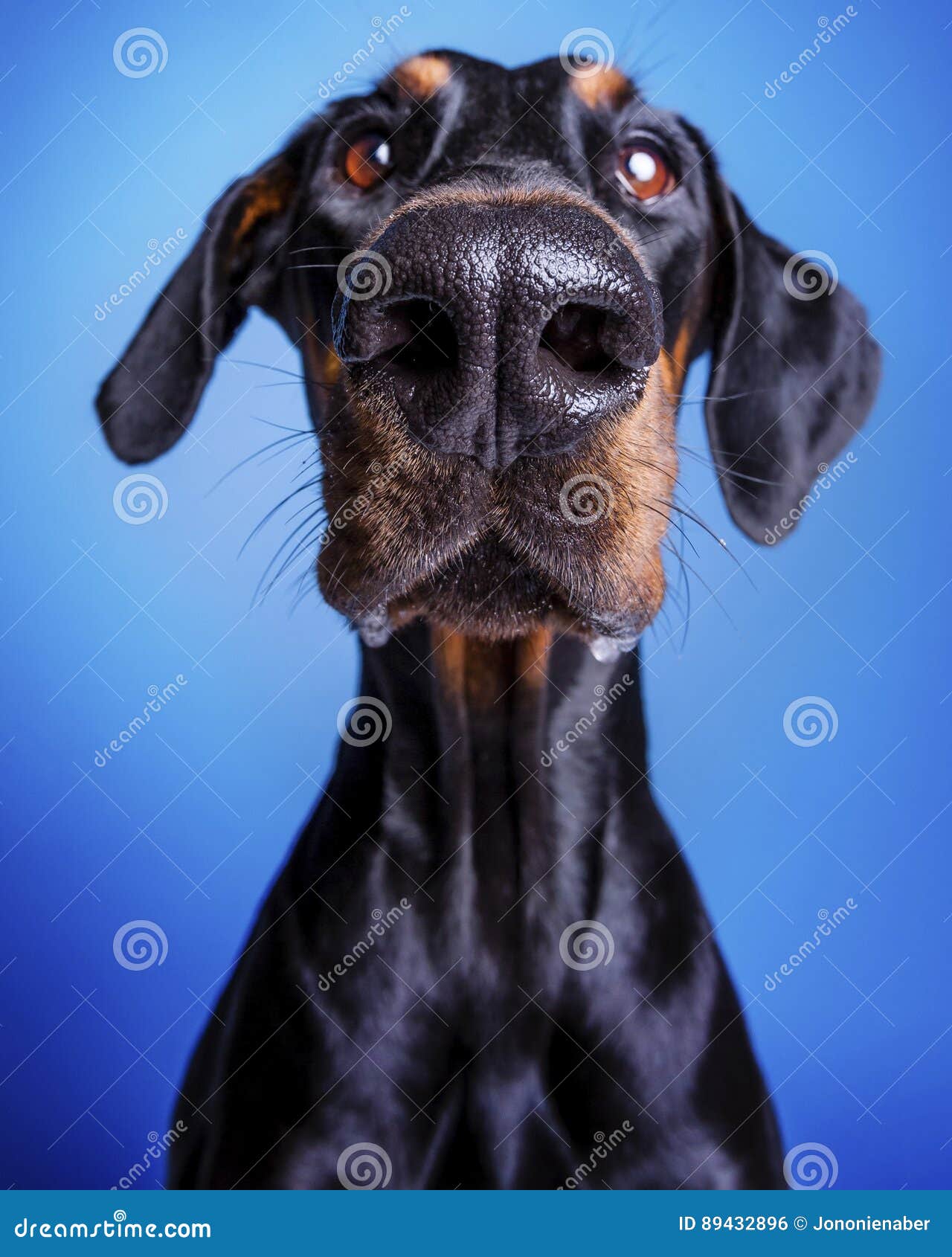 Nariz Grande Del Pinscher Del Doberman Foto de archivo - Imagen de ...