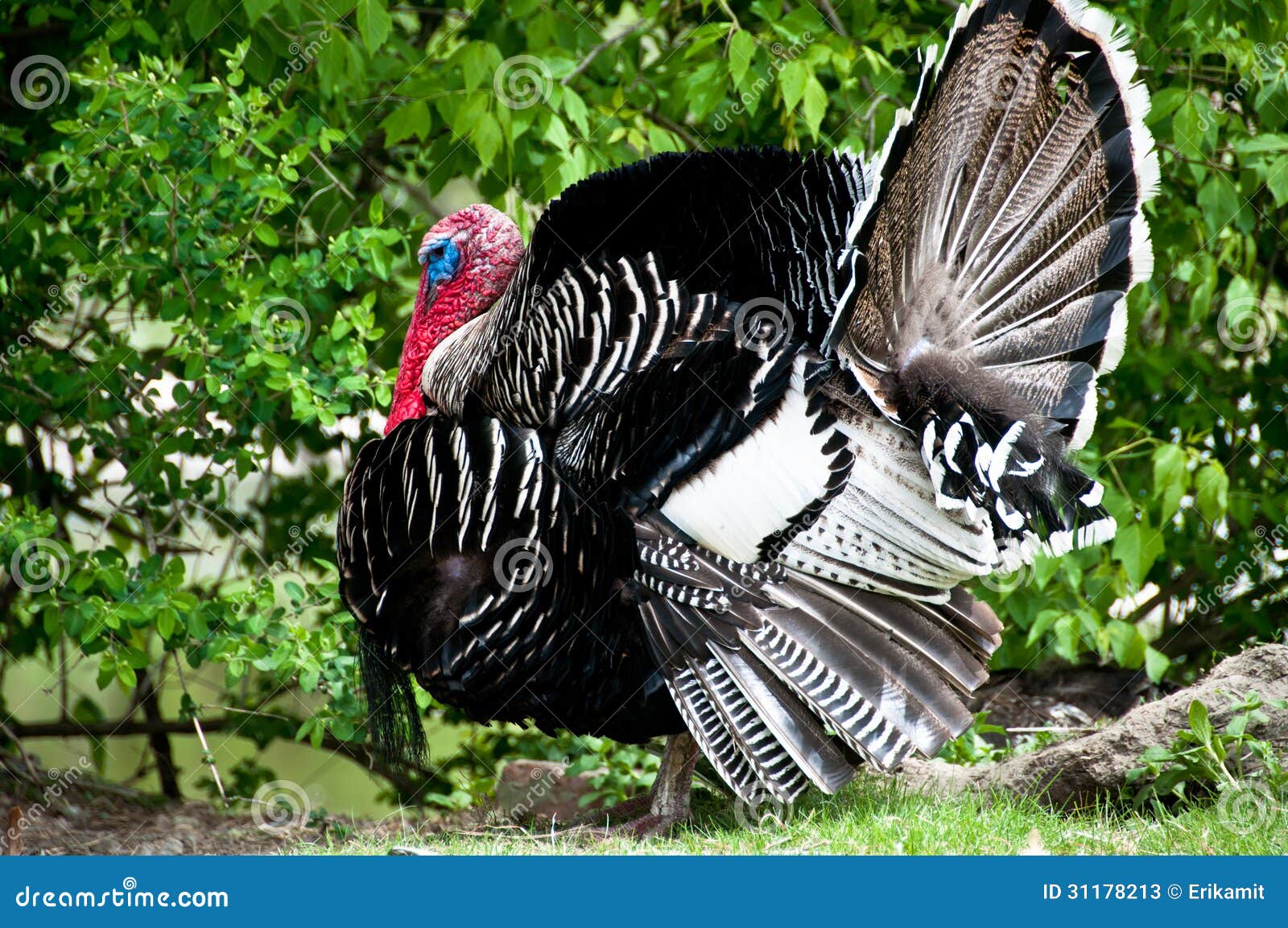 Narragansett-Truthahn in Der Vollen Spreize Stockbild - Bild von mann ...