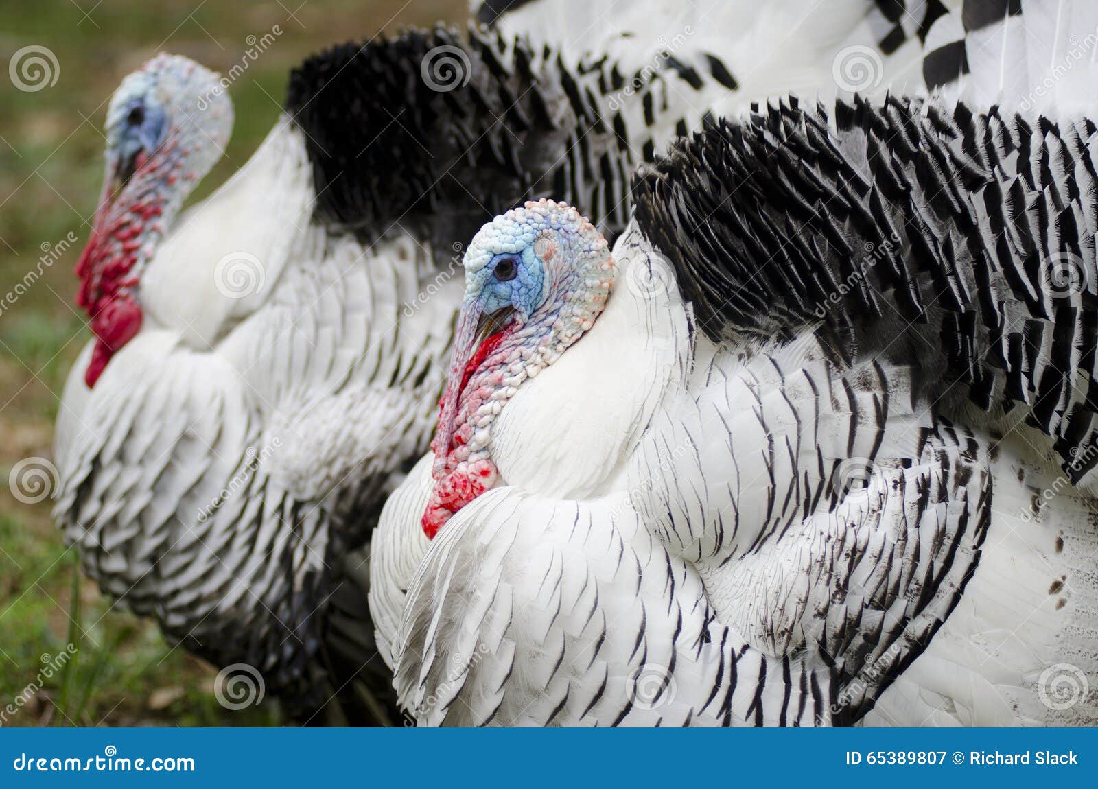 Narragansett Turkeys stock image. Image of northamericanturkey - 65389807