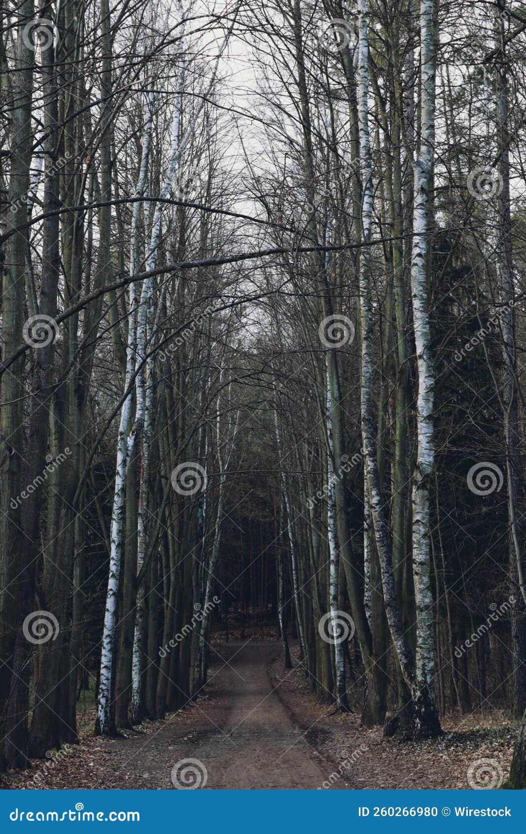Narrow Alley in the Forest in Autumn, Vertical Stock Photo - Image of ...