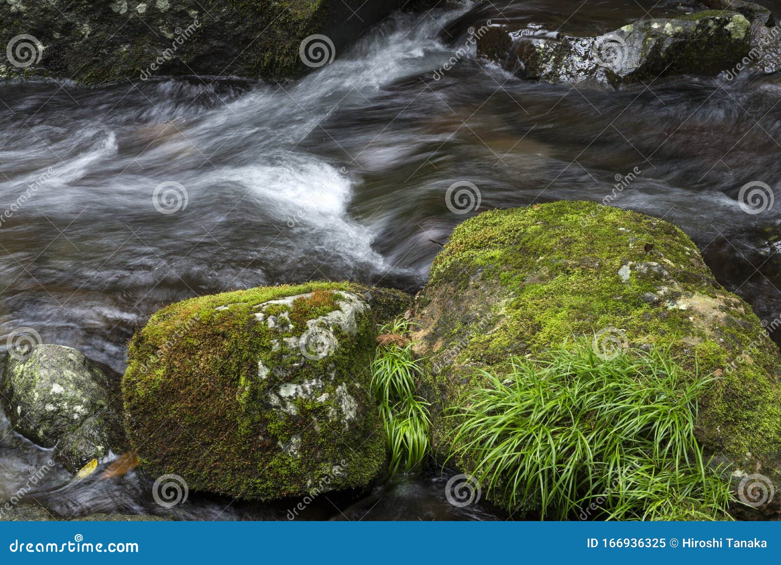 Narrow brook flowing stock image. Image of asia, river - 166936325
