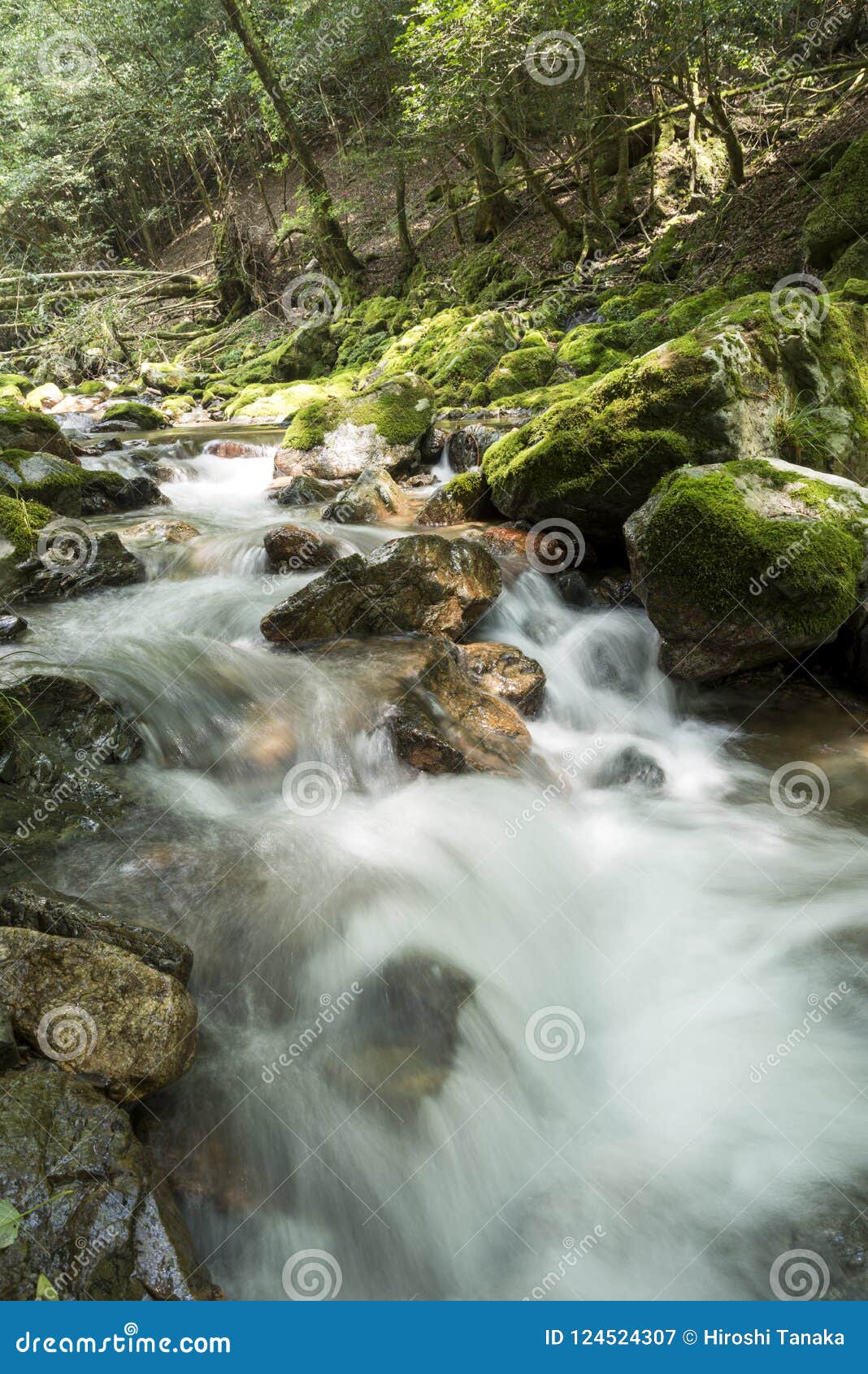 Narrow brook flowing stock image. Image of scape, vertical - 124524307