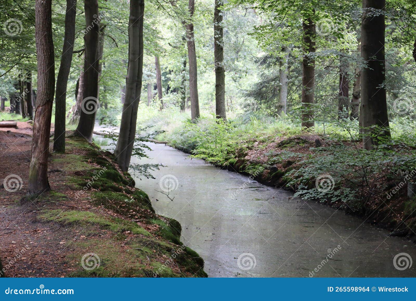Narrow canal in the woods stock photo. Image of park - 265598964