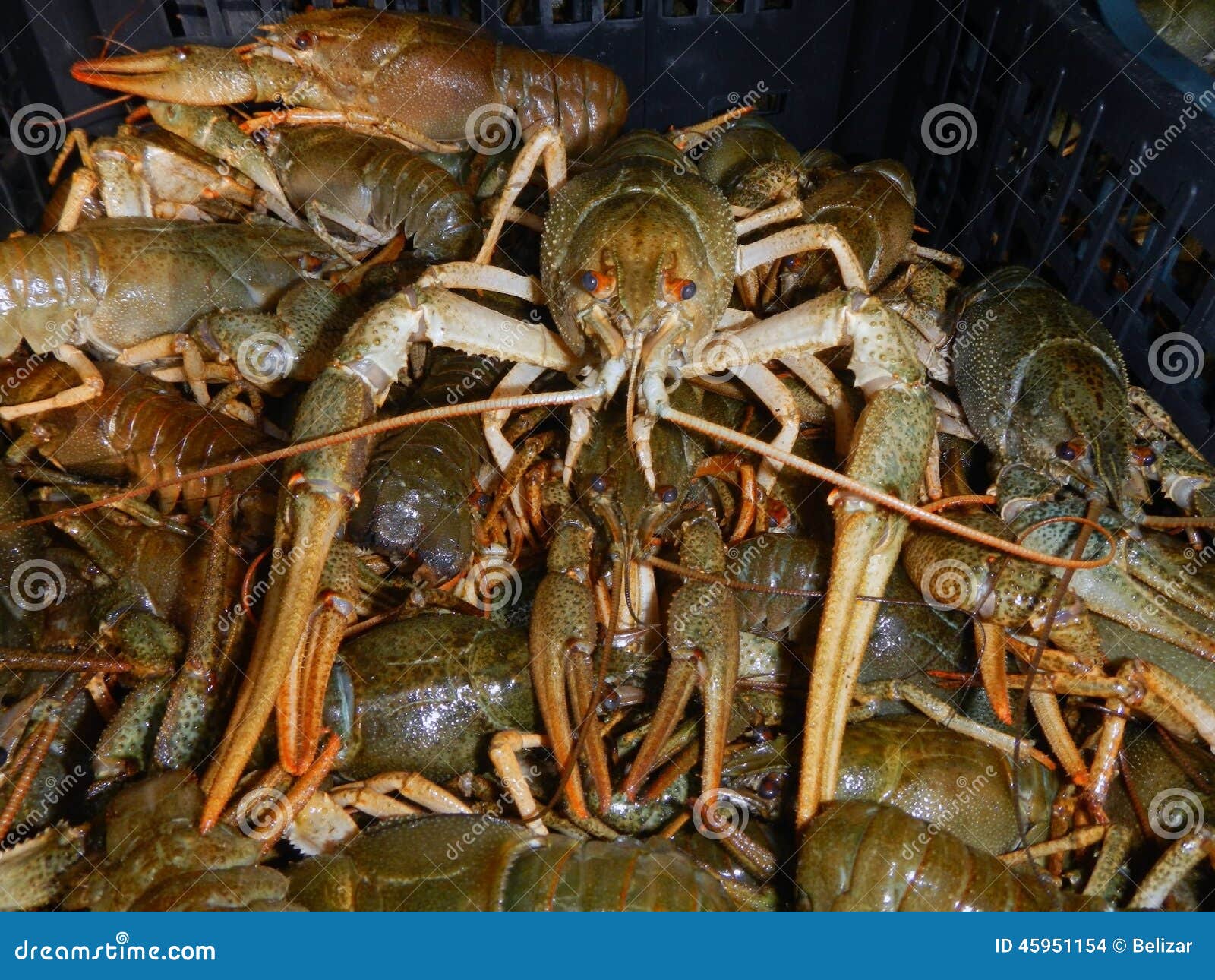 Narrow-clawed Crayfish (Astacus Leptodactylus) Stock Photo - Image of ...