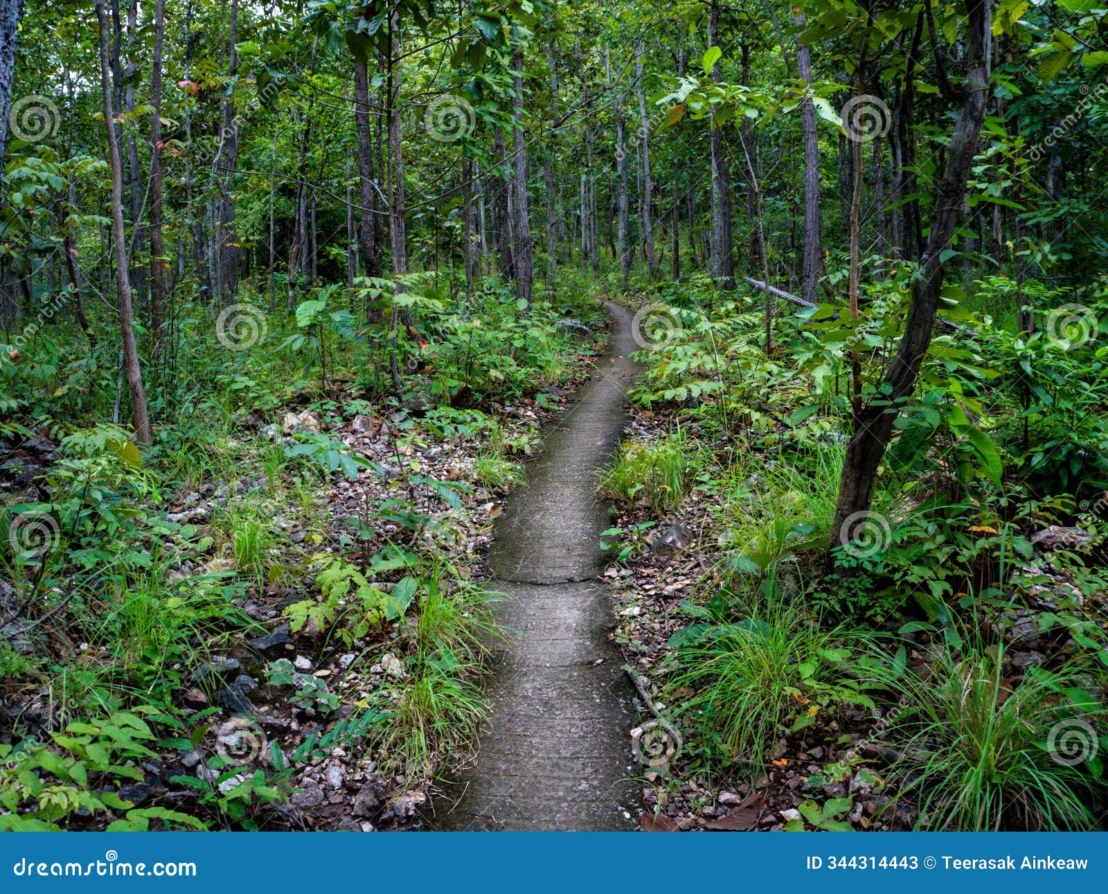 Narrow Concrete Path Up a Hill in the Rainforest on a Rainy Day Stock ...