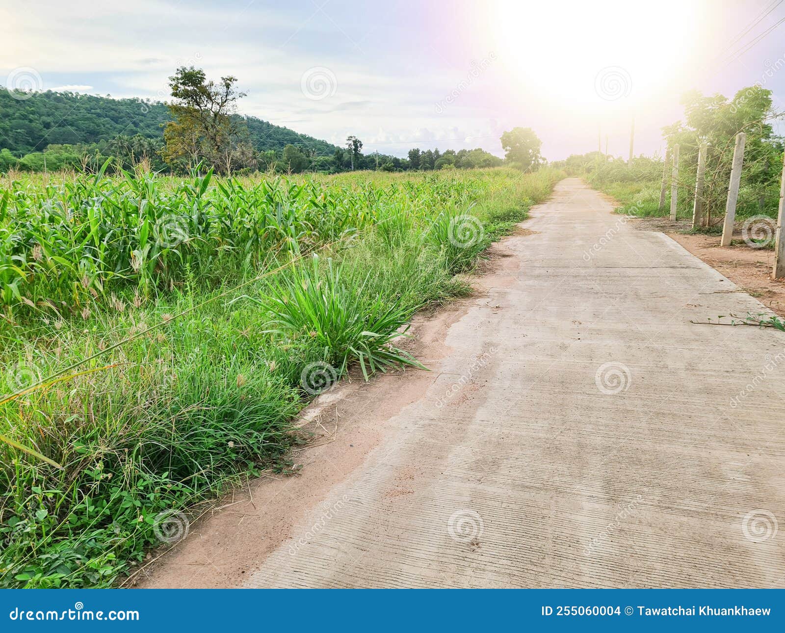 Narrow Corridors with Soft Sunlight Sunset Stock Photo - Image of path ...