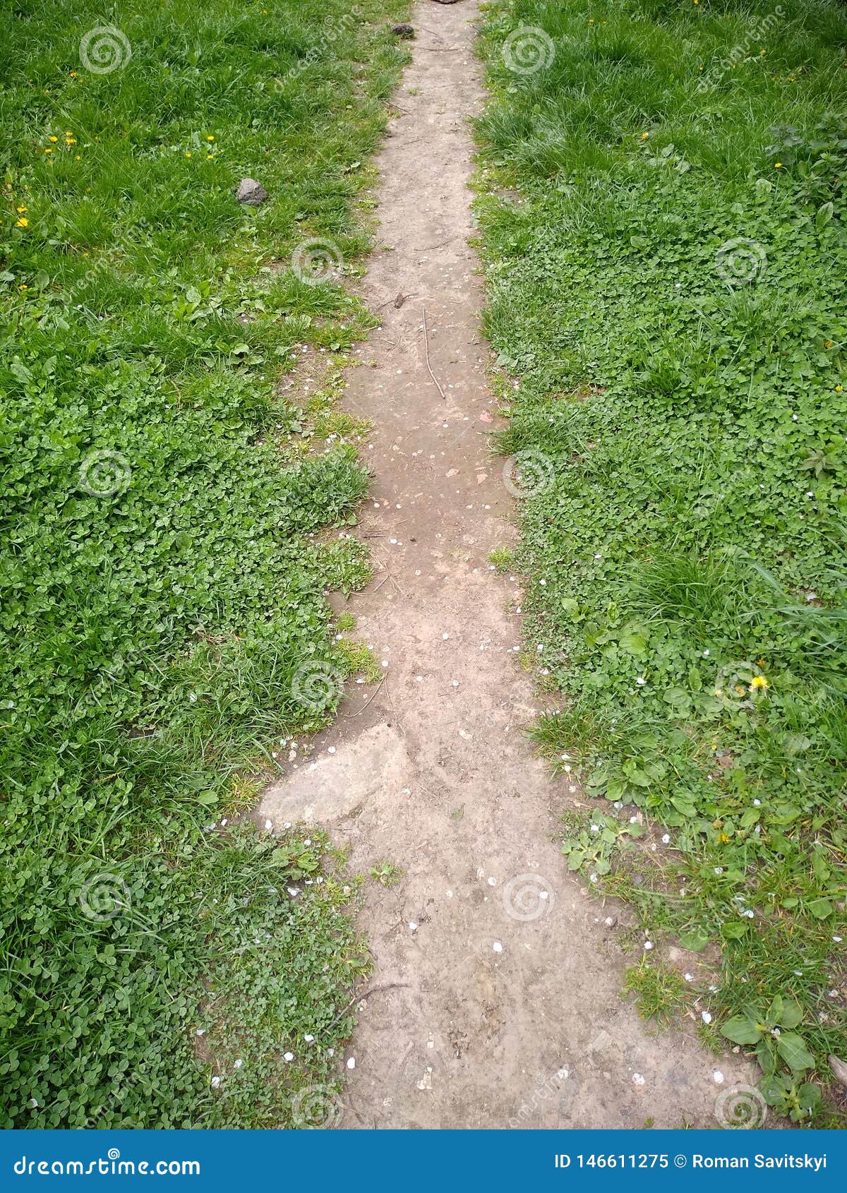 Narrow Dirt Path With Stones Between Trees And Vegetation In The Forest ...