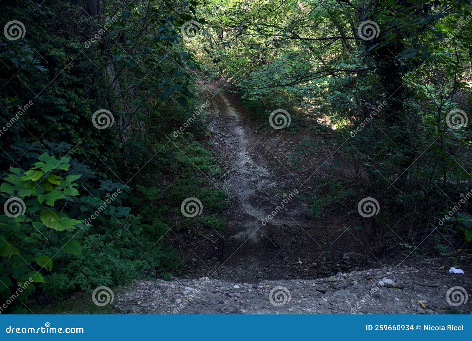 Narrow dirt path stock photo. Image of beautiful, morning - 259660934