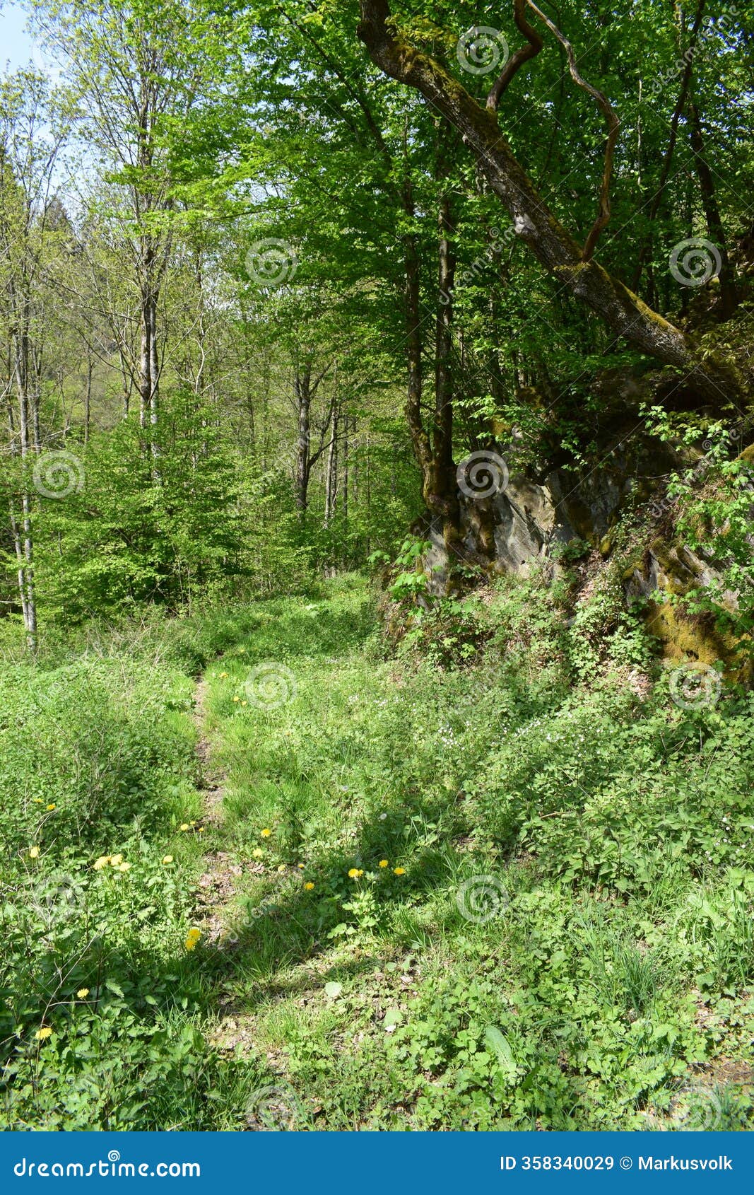 Dirt Road at a Cliff Held by Old Trees Stock Image - Image of shrub ...