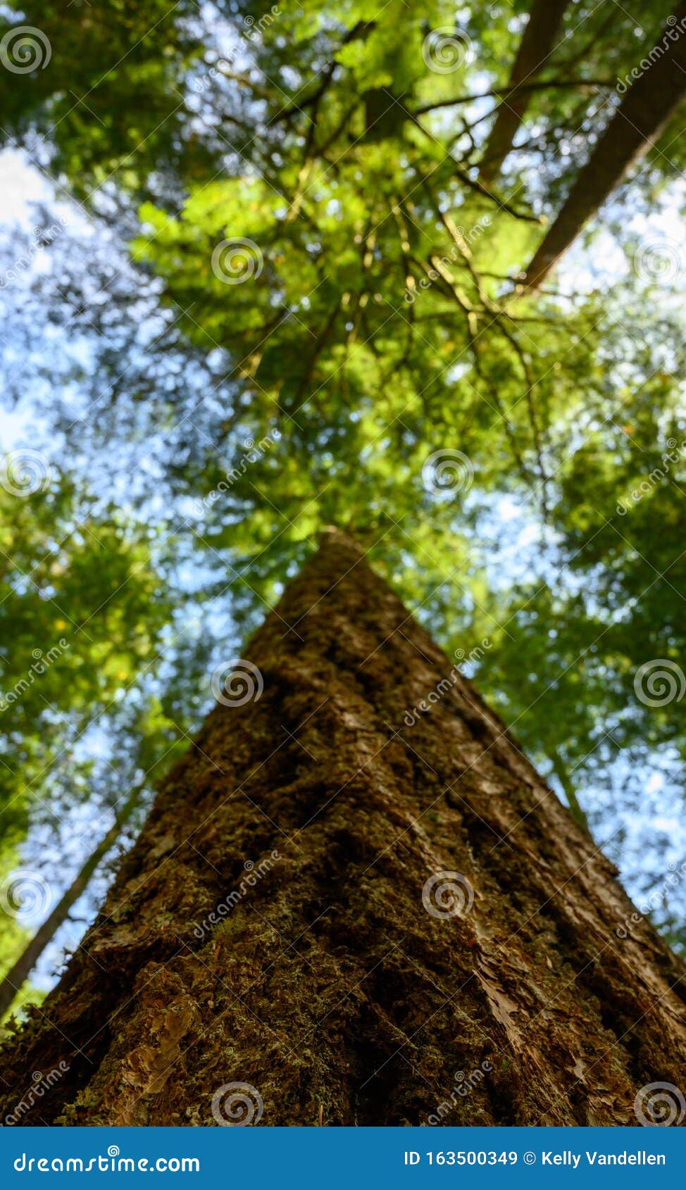 Narrow Focus on Bark of Tall Tree Stock Image - Image of park, woods ...
