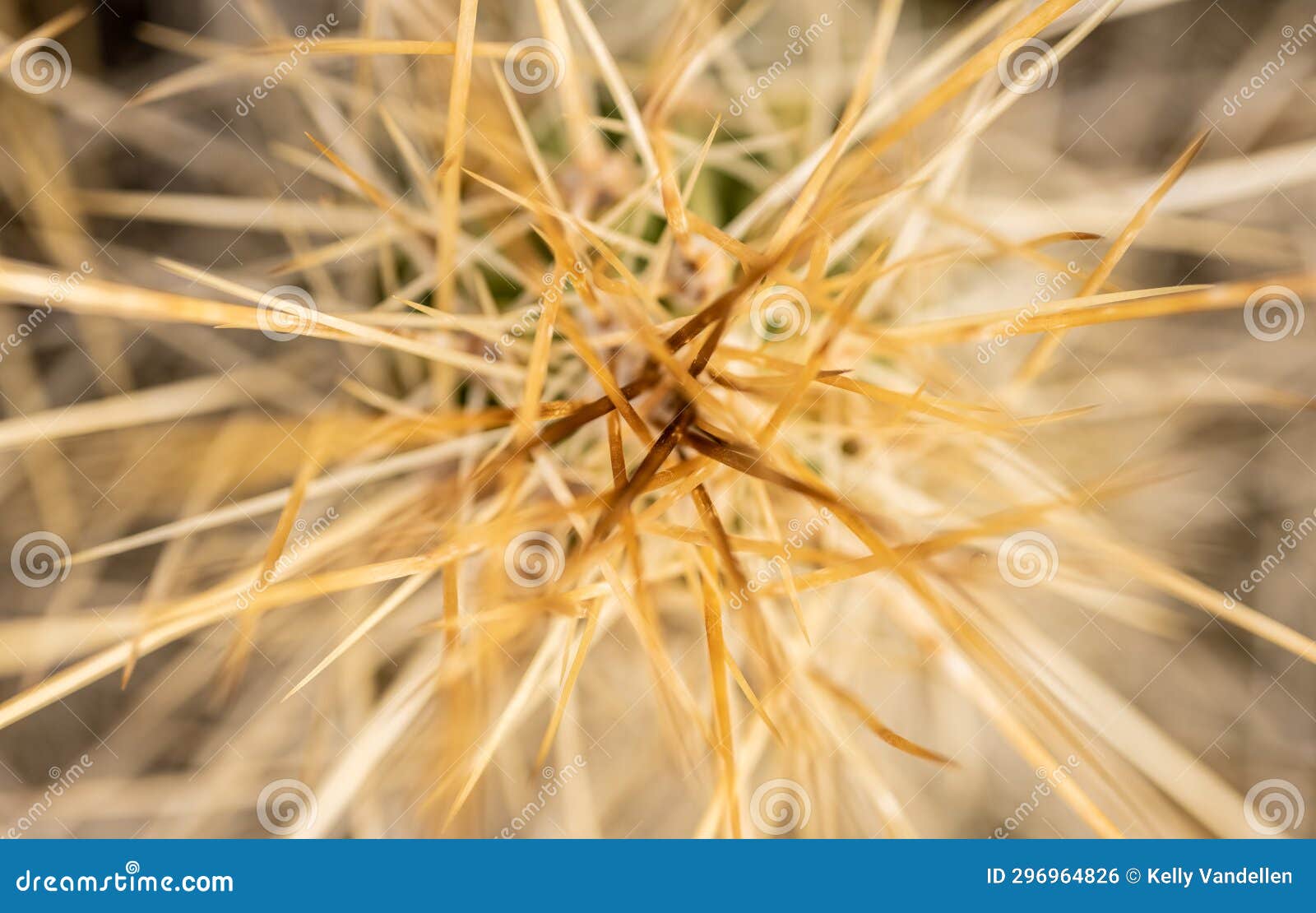 Narrow Focus of Cactus Spines Look Like Fallen Pasta Stock Photo ...