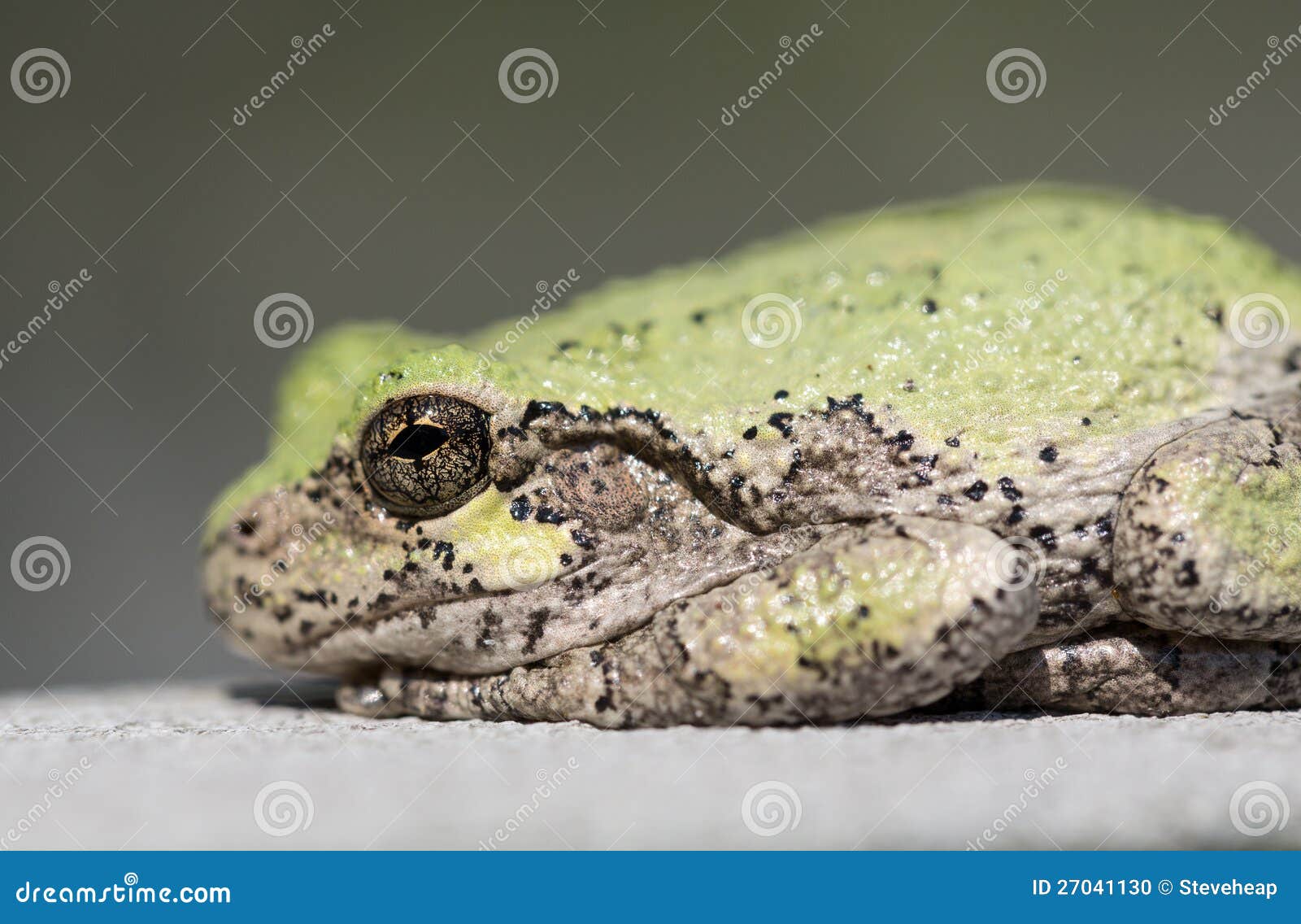 Narrow Focus on Eye of Bullfrog or Frog Stock Photo - Image of outdoor ...