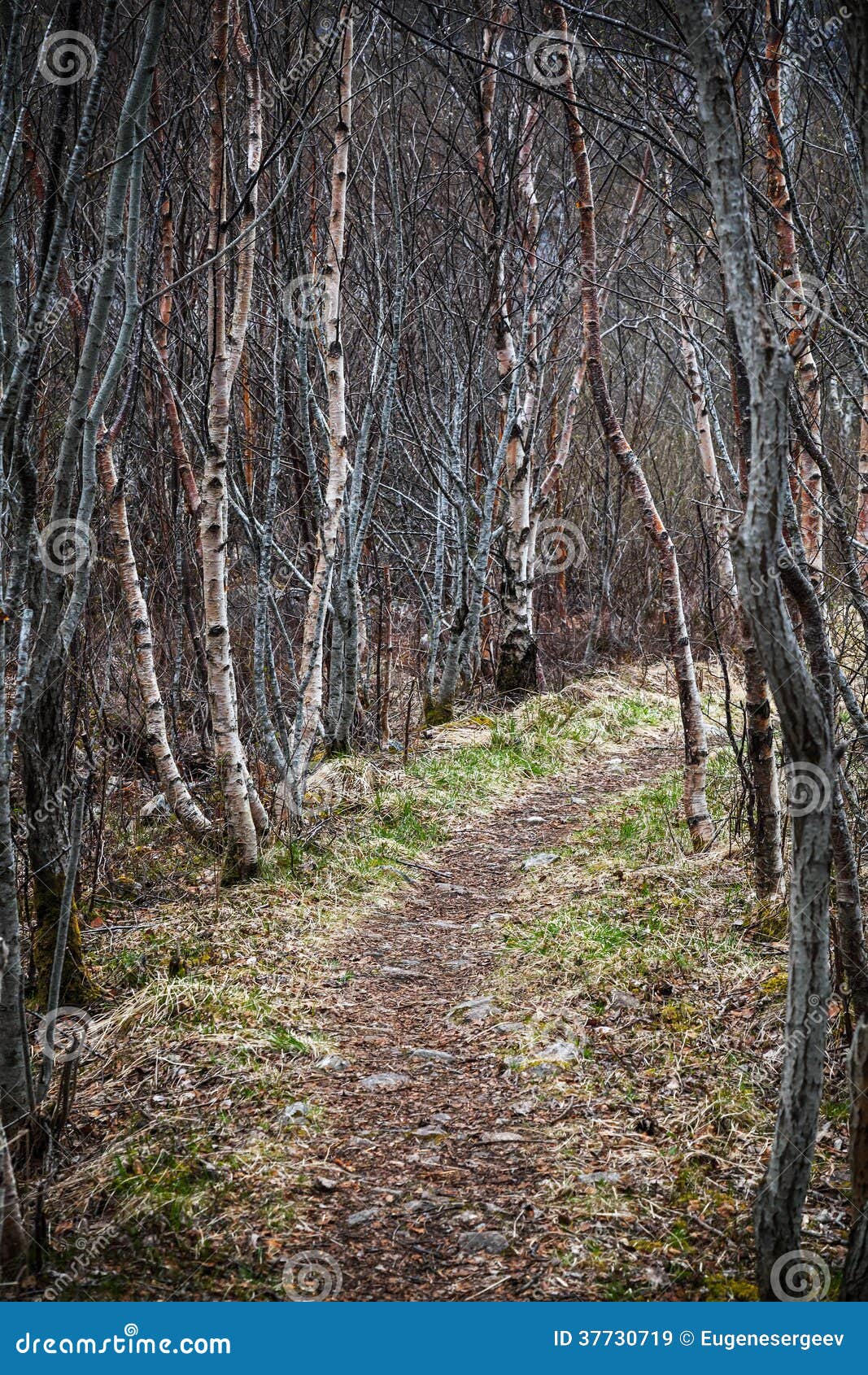 Narrow Footpath Goes through Birch Forest Stock Image - Image of ...
