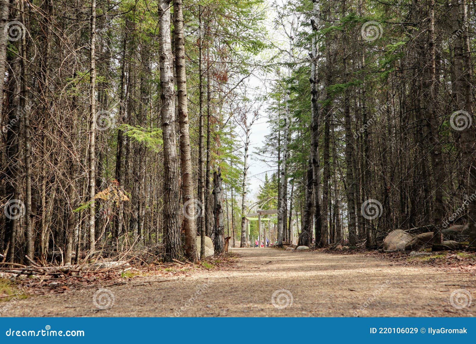 Narrow Footpath in a Mixed Forest. Stock Image - Image of pine ...