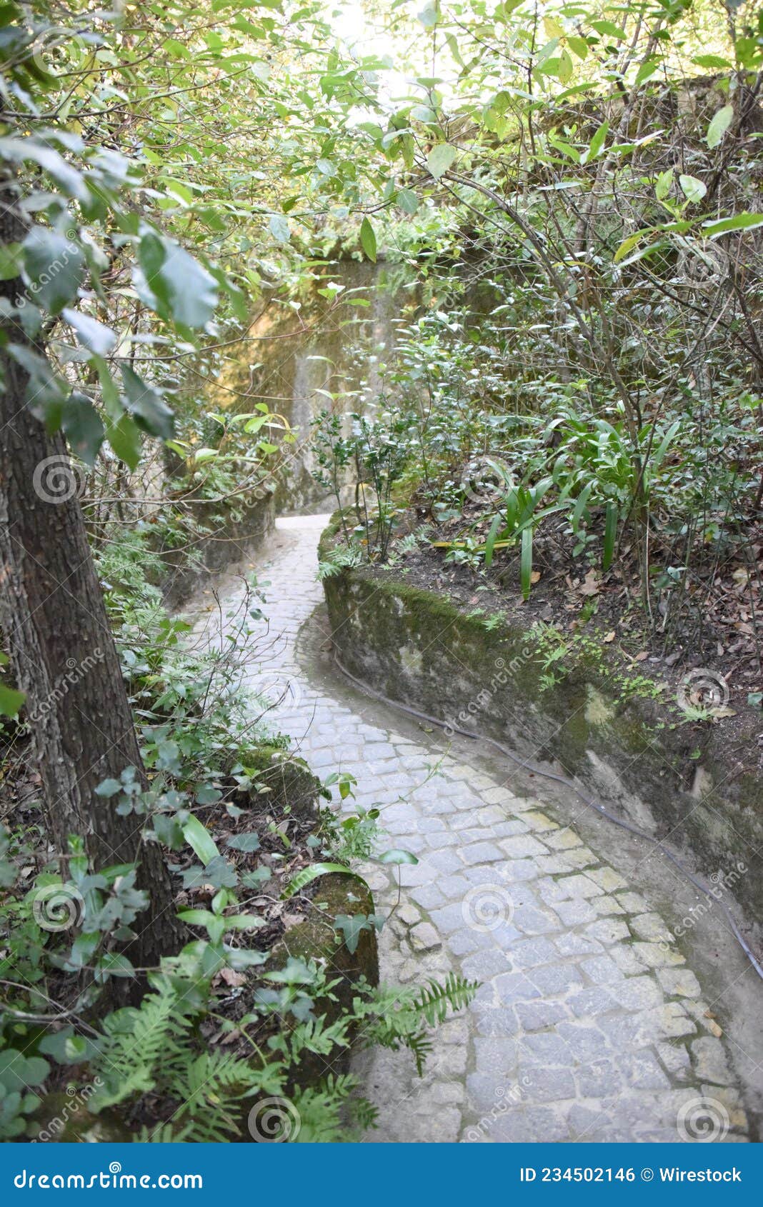 Narrow Footpath in the Park Stock Photo - Image of plants, path: 234502146