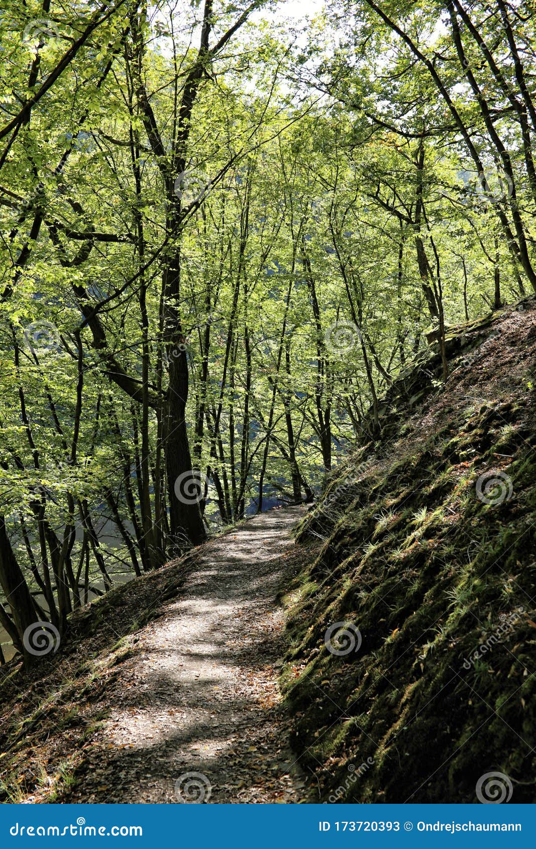 Narrow Forest Path in the Hill Stock Image - Image of leaves, path ...